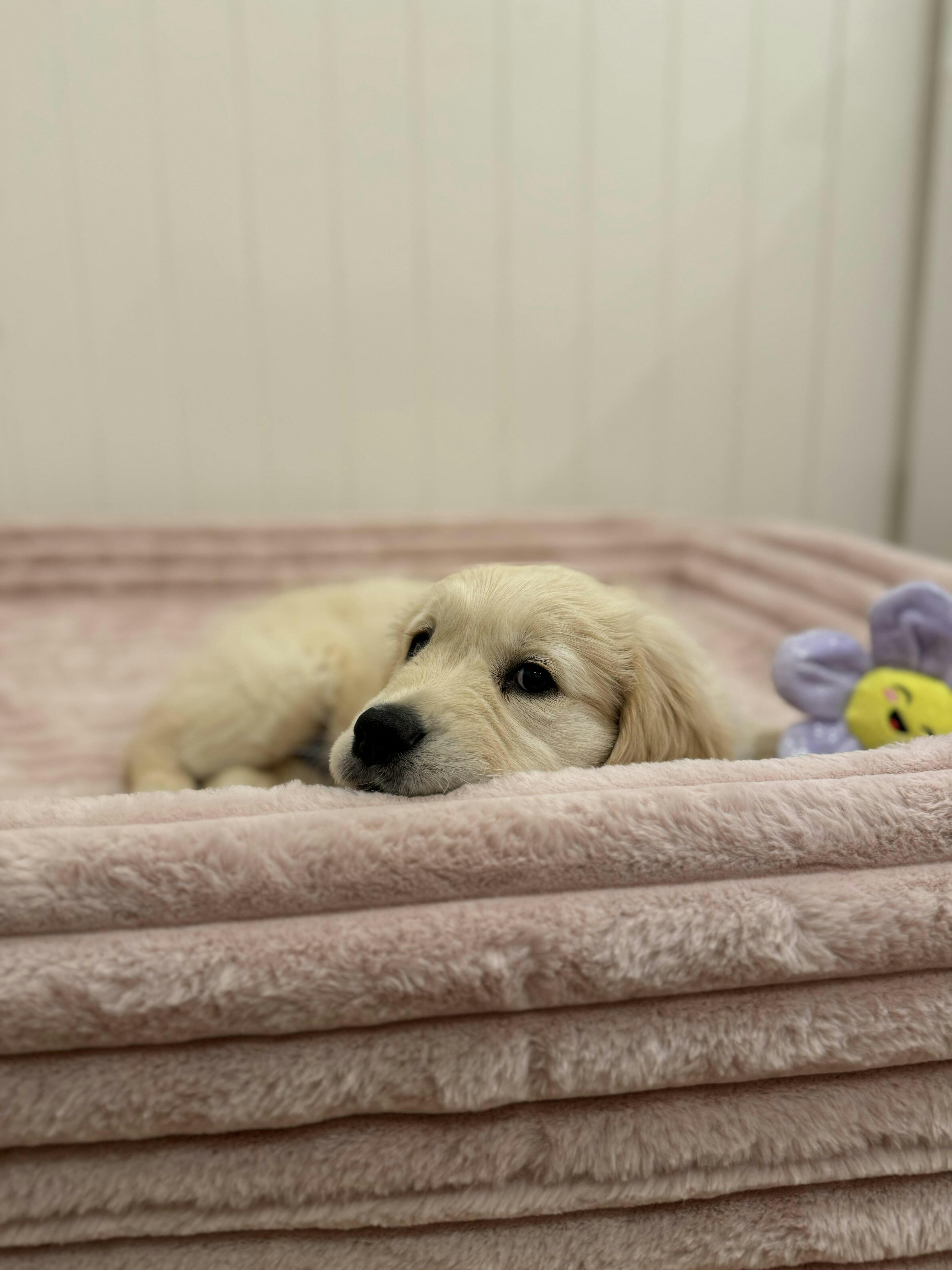 Cover - Puffer Truffle – Dazy Dog