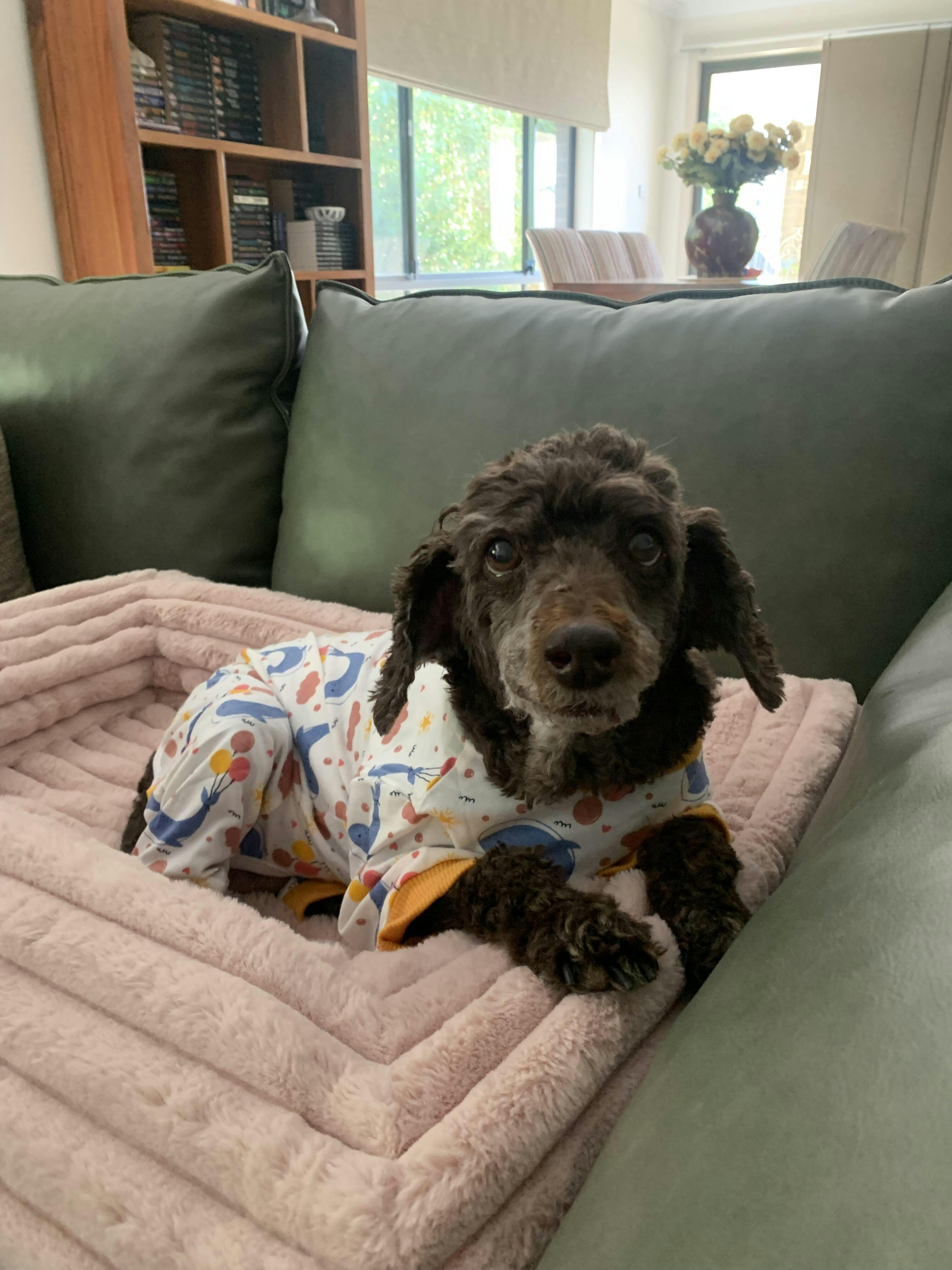 Cover - Puffer Bone – Dazy Dog