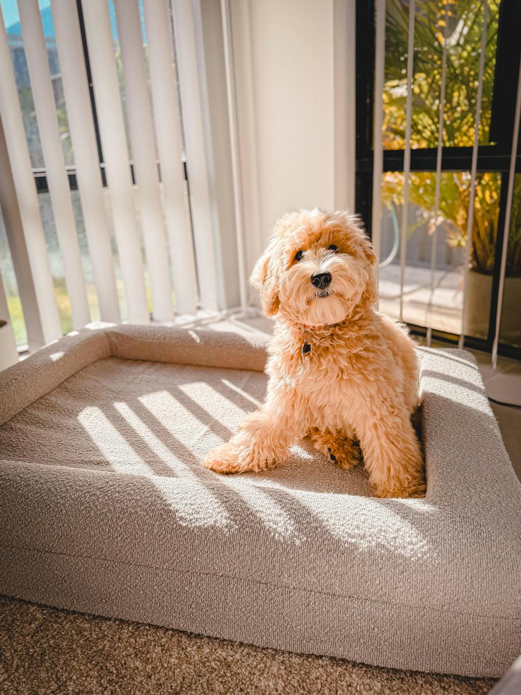 Medium Bed with Extra Cover Bundle – Dazy Dog