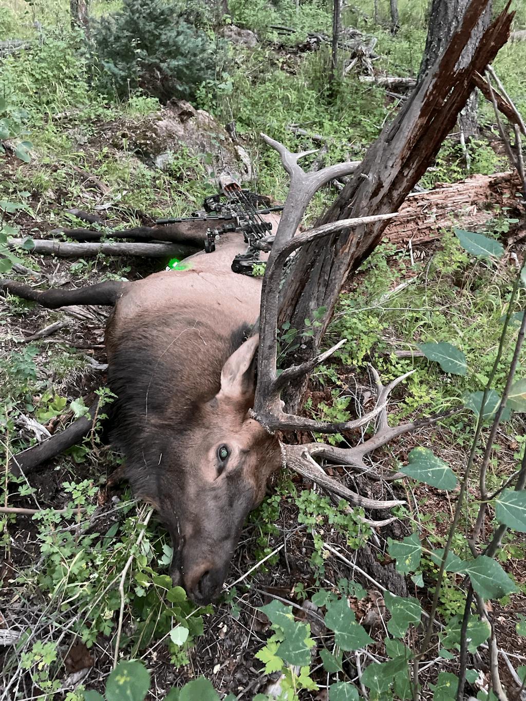 Mini Sabre Vanes – DCA Custom Arrows