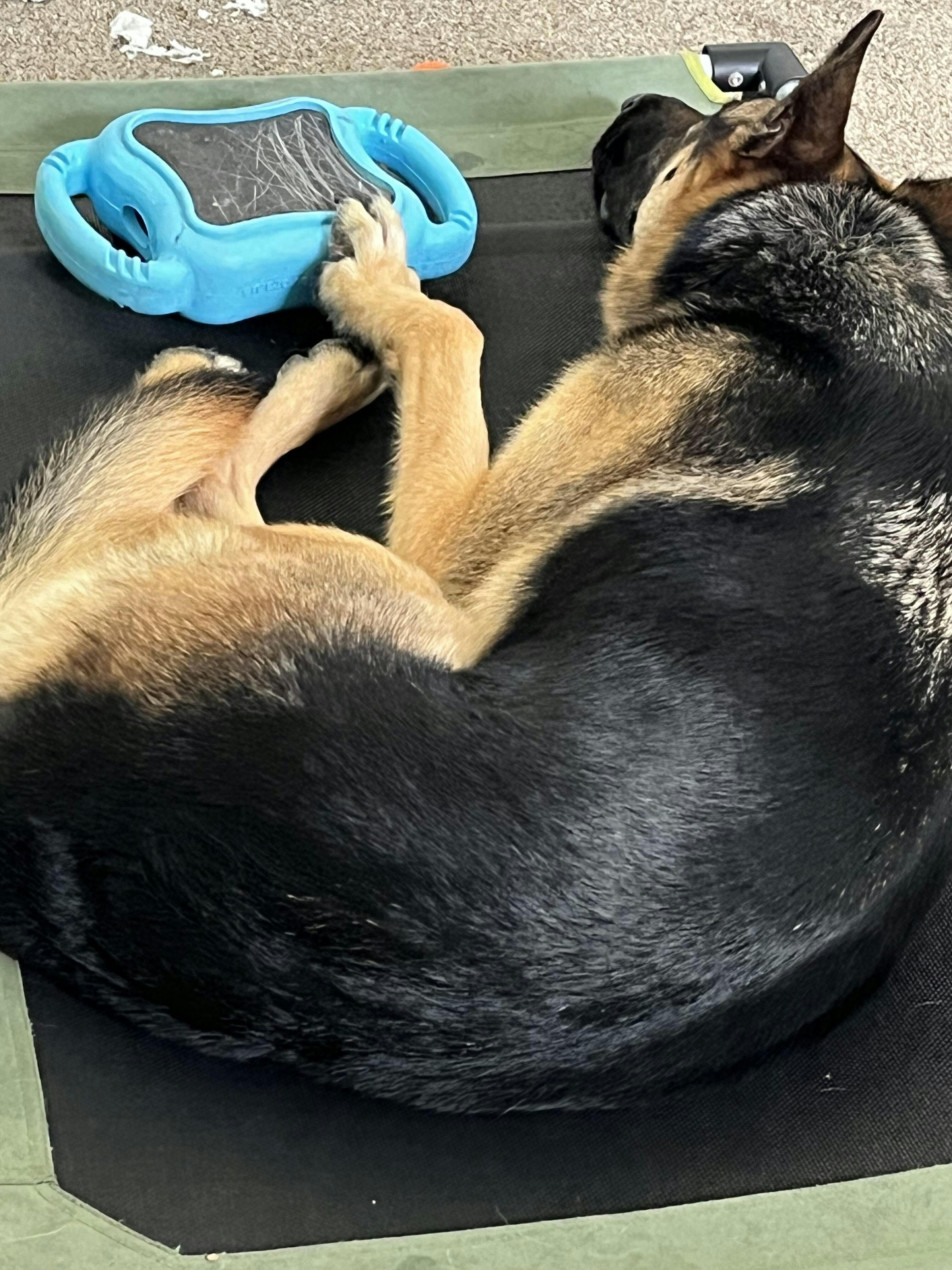 Shop Scratch Square for Dogs – De' Vora Pet Products