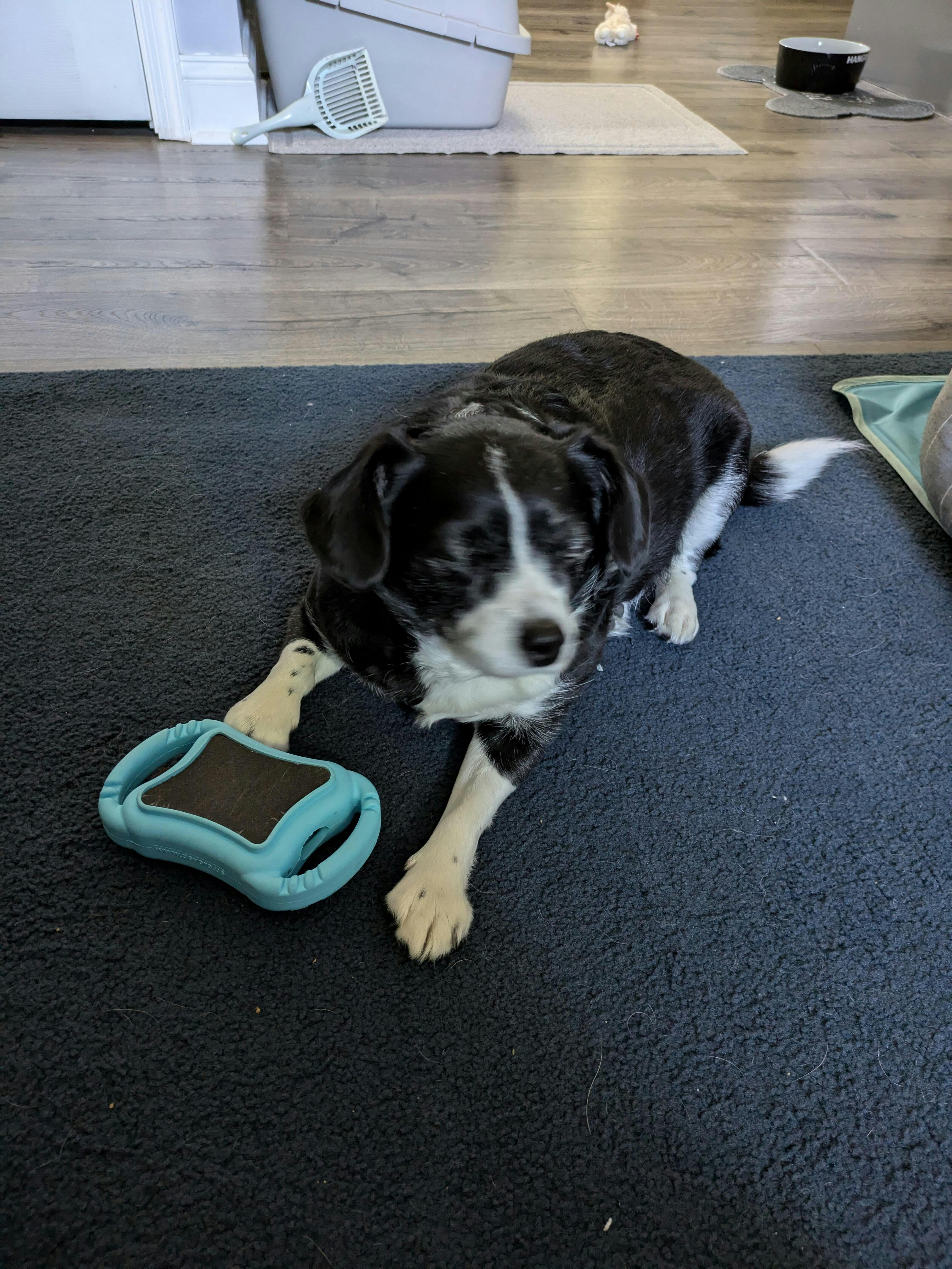 Shop Scratch Square for Dogs – De' Vora Pet Products