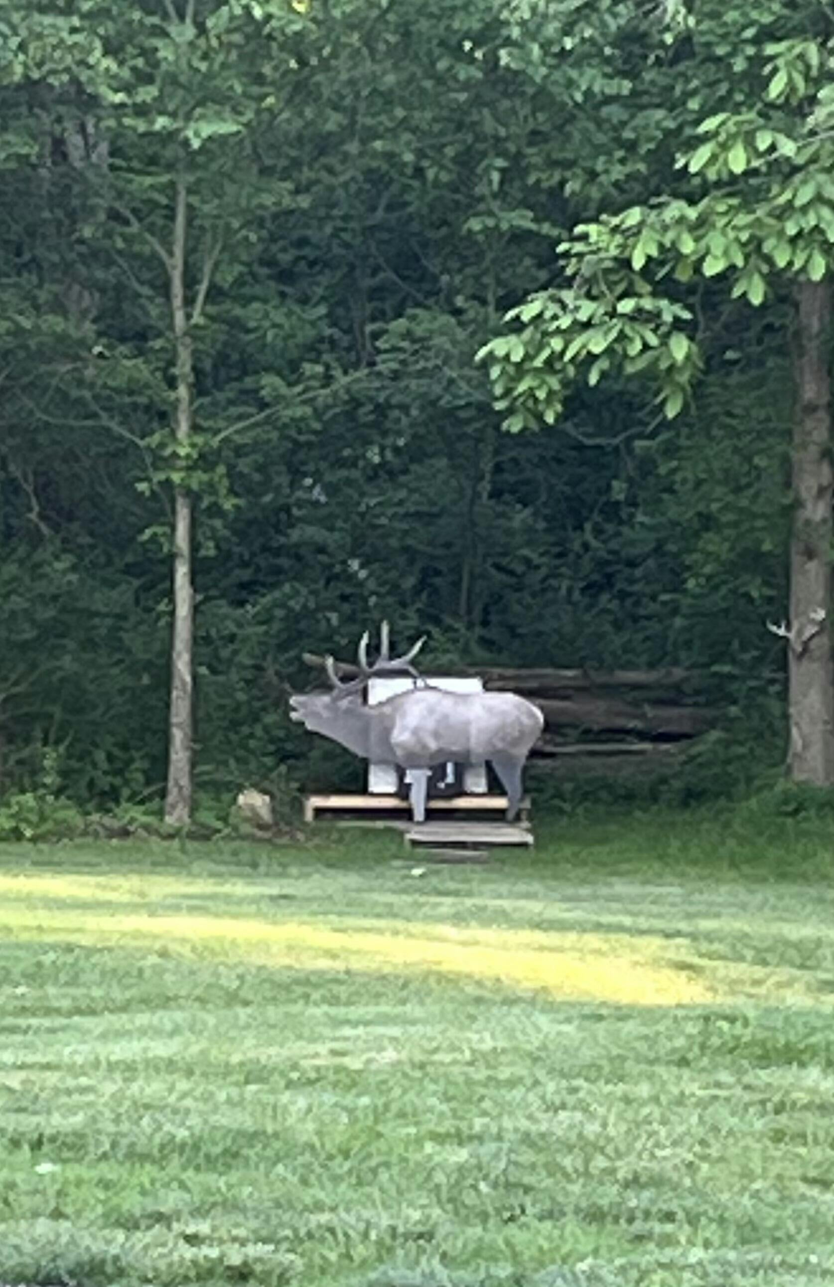 2D Bull Elk Broadside Target