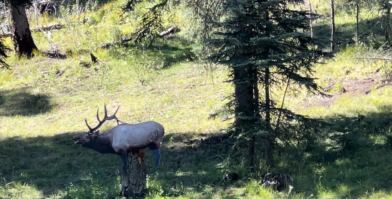 2D Bull Elk Broadside Target