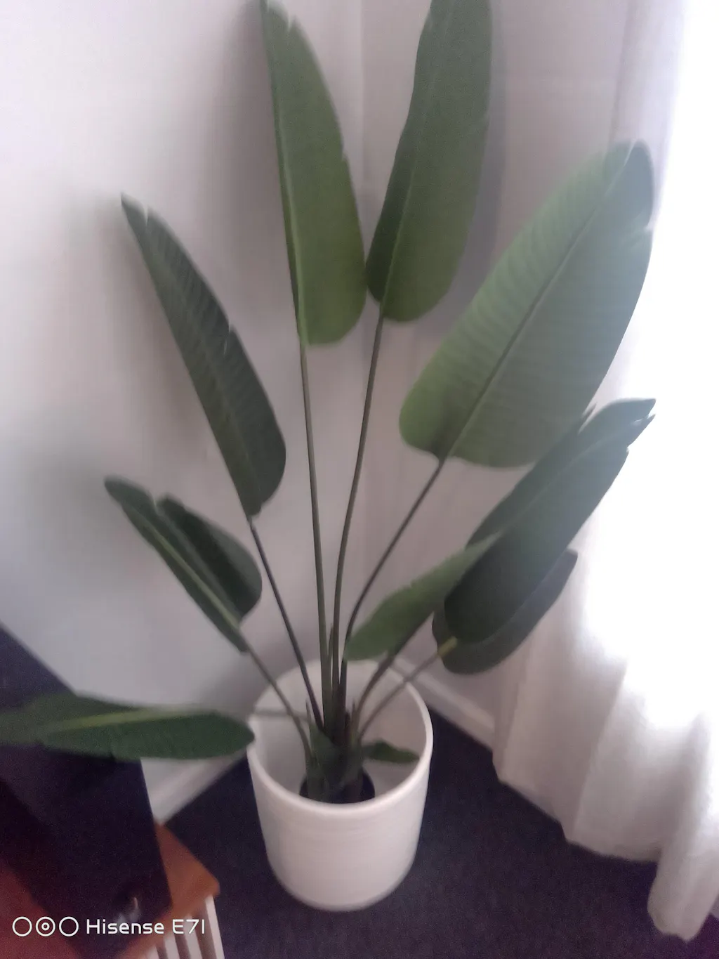 Decofurn | Birds of Paradise Plant in Pot- 160cm(h) – Decofurn Furniture