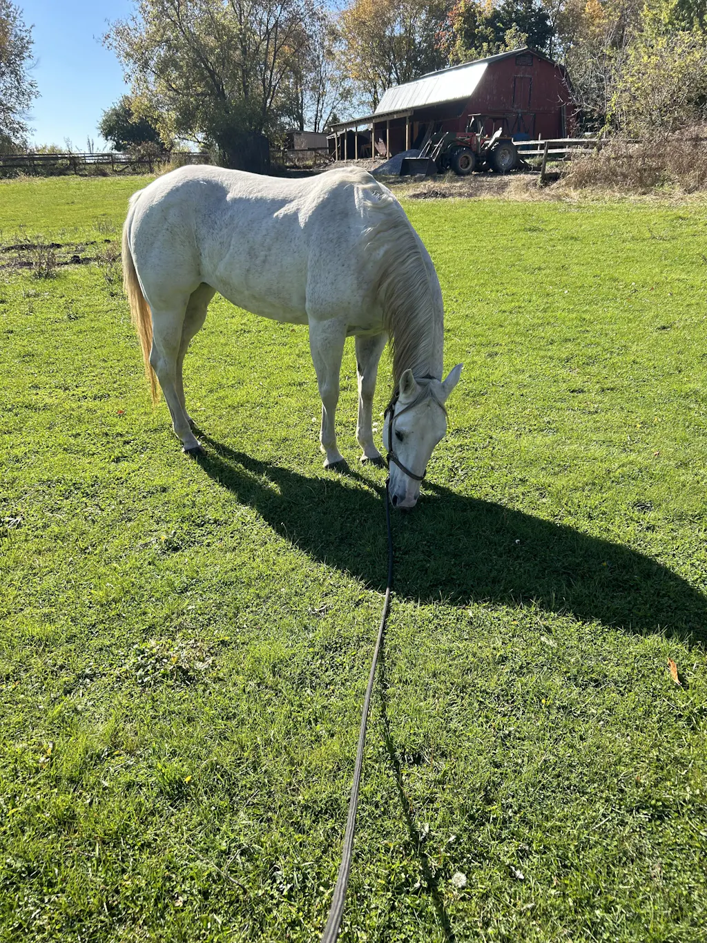 Chaste Tree Berry Powder – DePaolo Equine Concepts