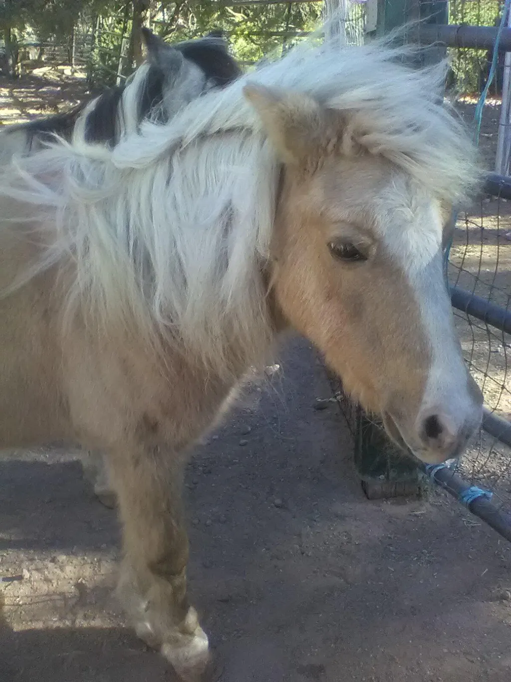 Chaste Tree Berry Powder – DePaolo Equine Concepts