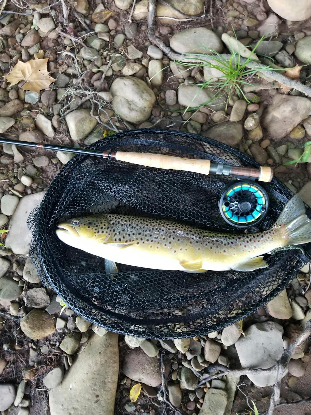 Ideal Nymph – Diamondback Fly Rods