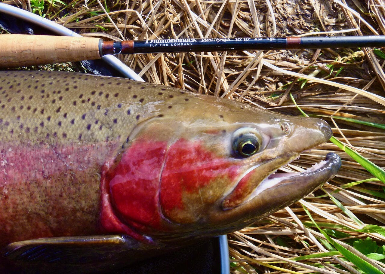 Ideal Nymph – Diamondback Fly Rods