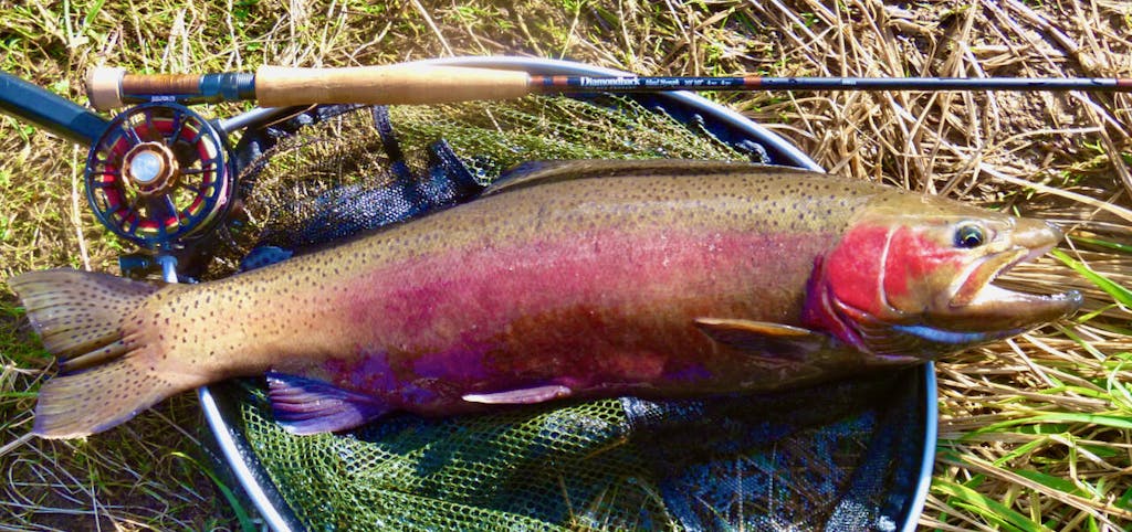 Ideal Nymph – Diamondback Fly Rods