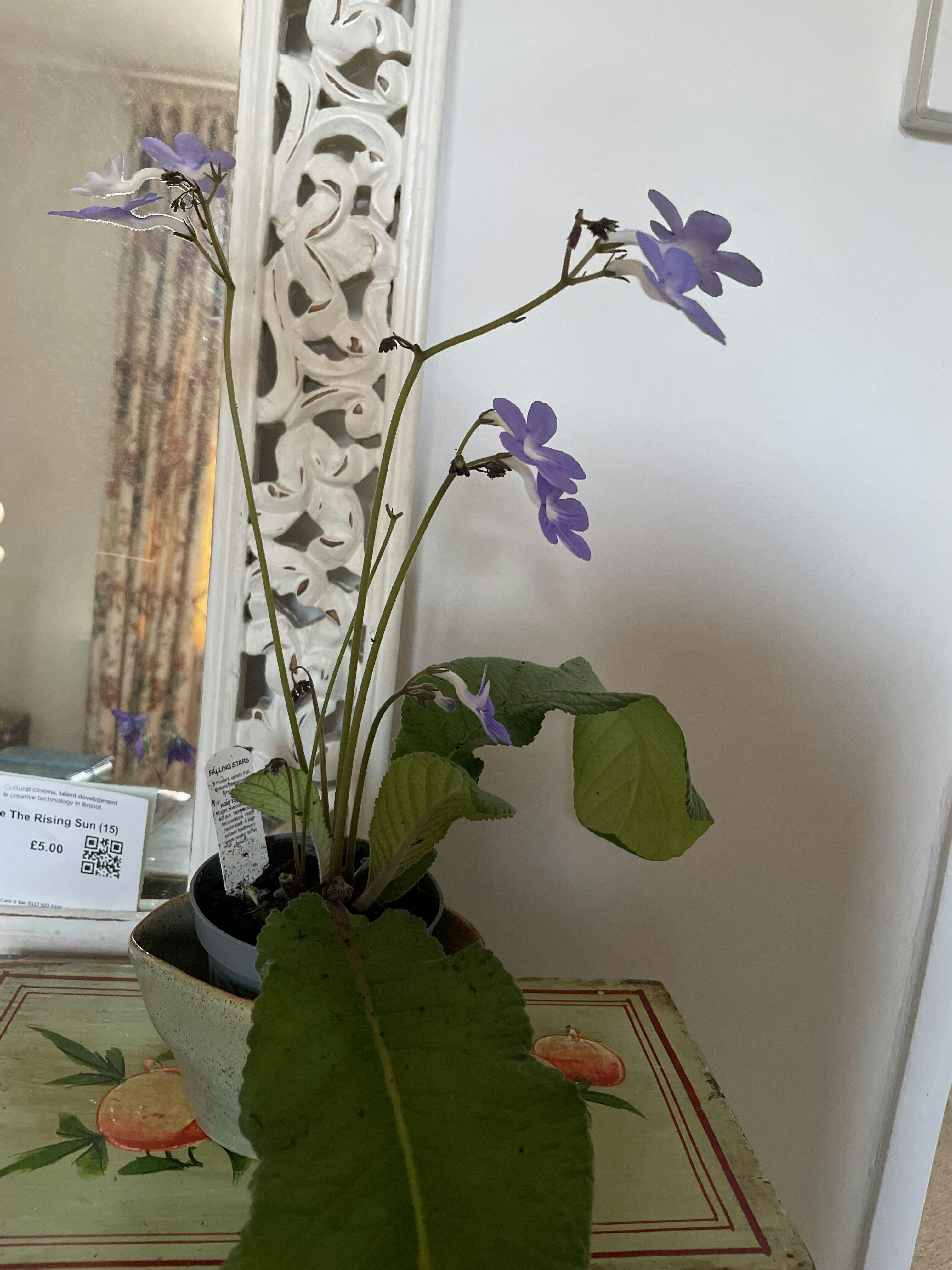 Streptocarpus Falling Stars – Dibleys