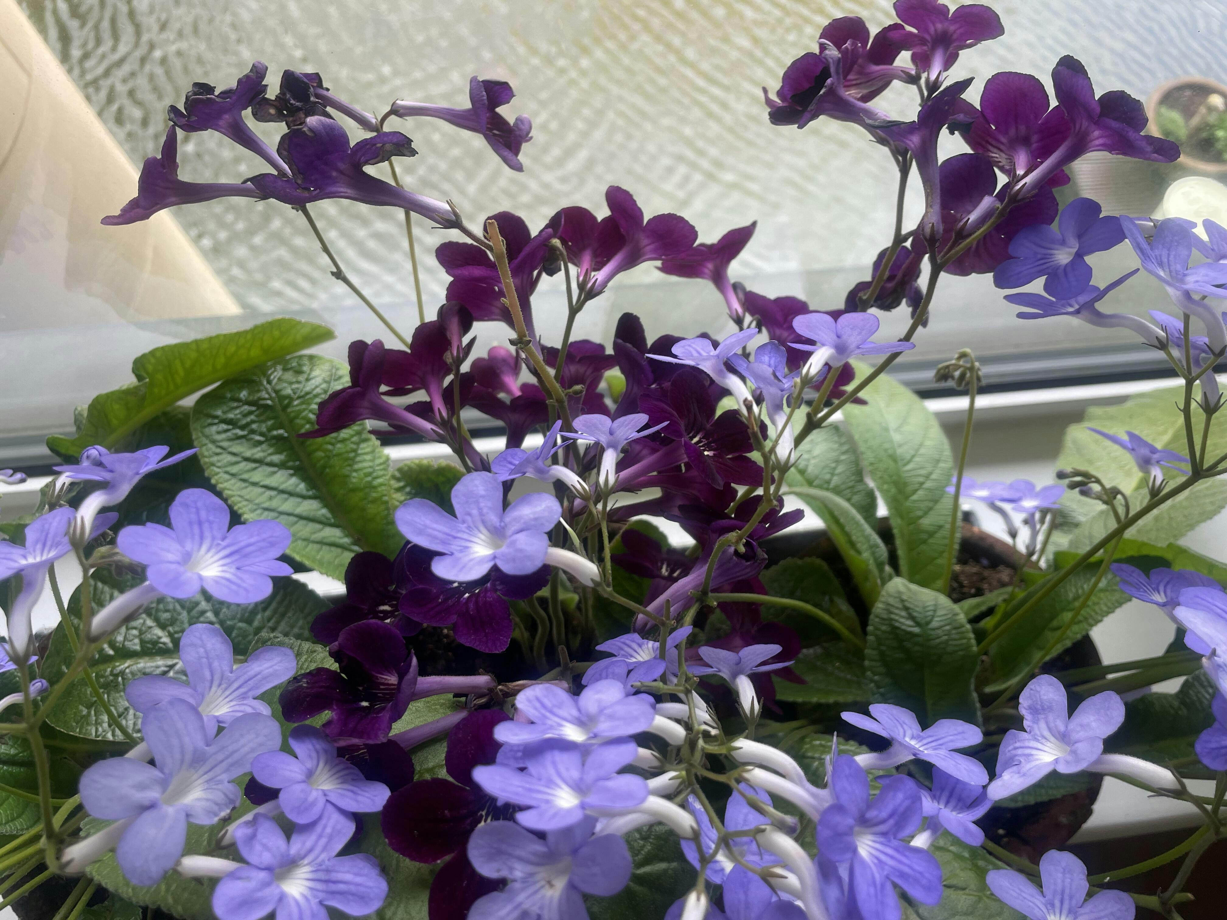 Streptocarpus Falling Stars – Dibleys