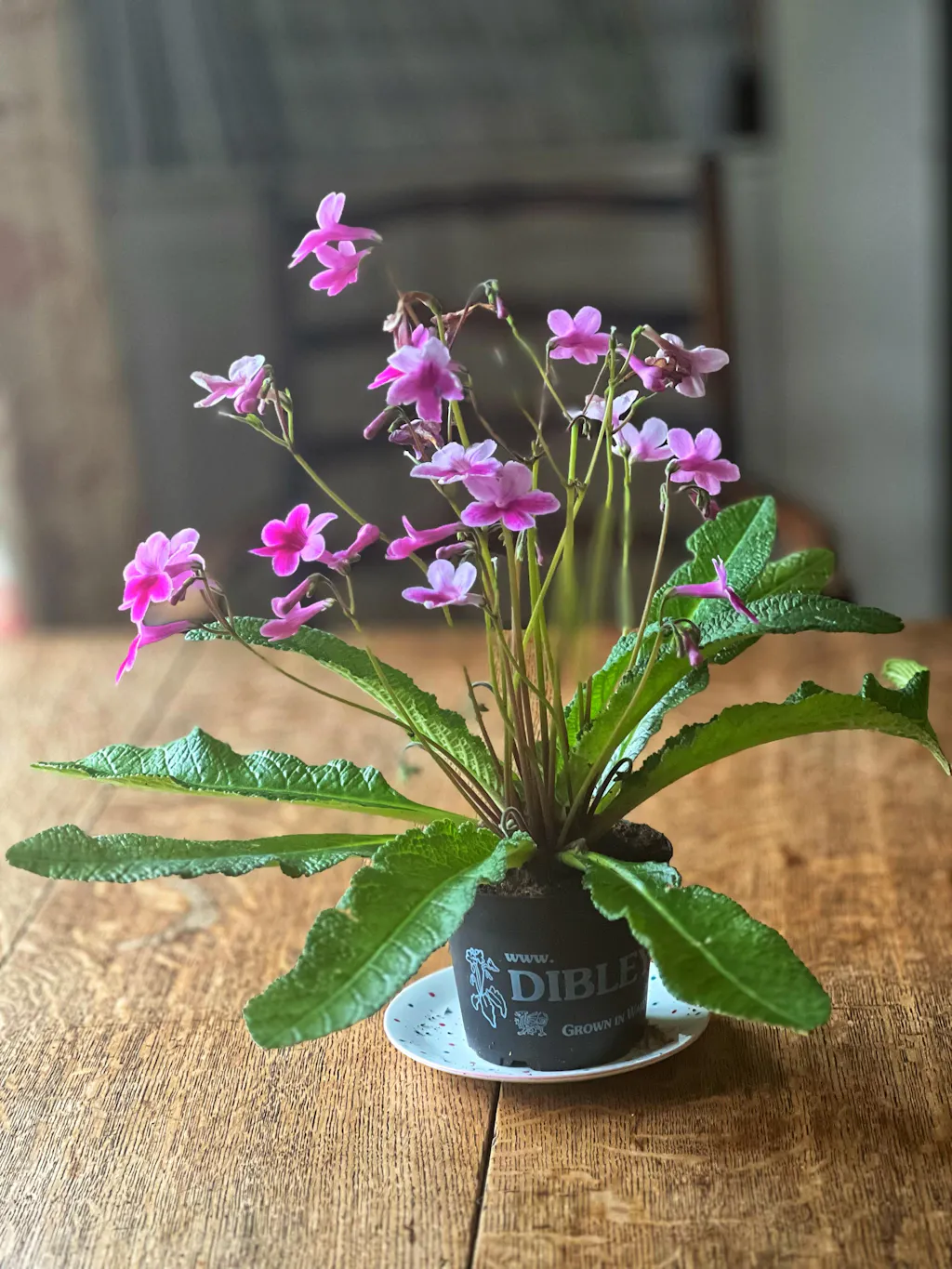 Streptocarpus Falling Stars – Dibleys