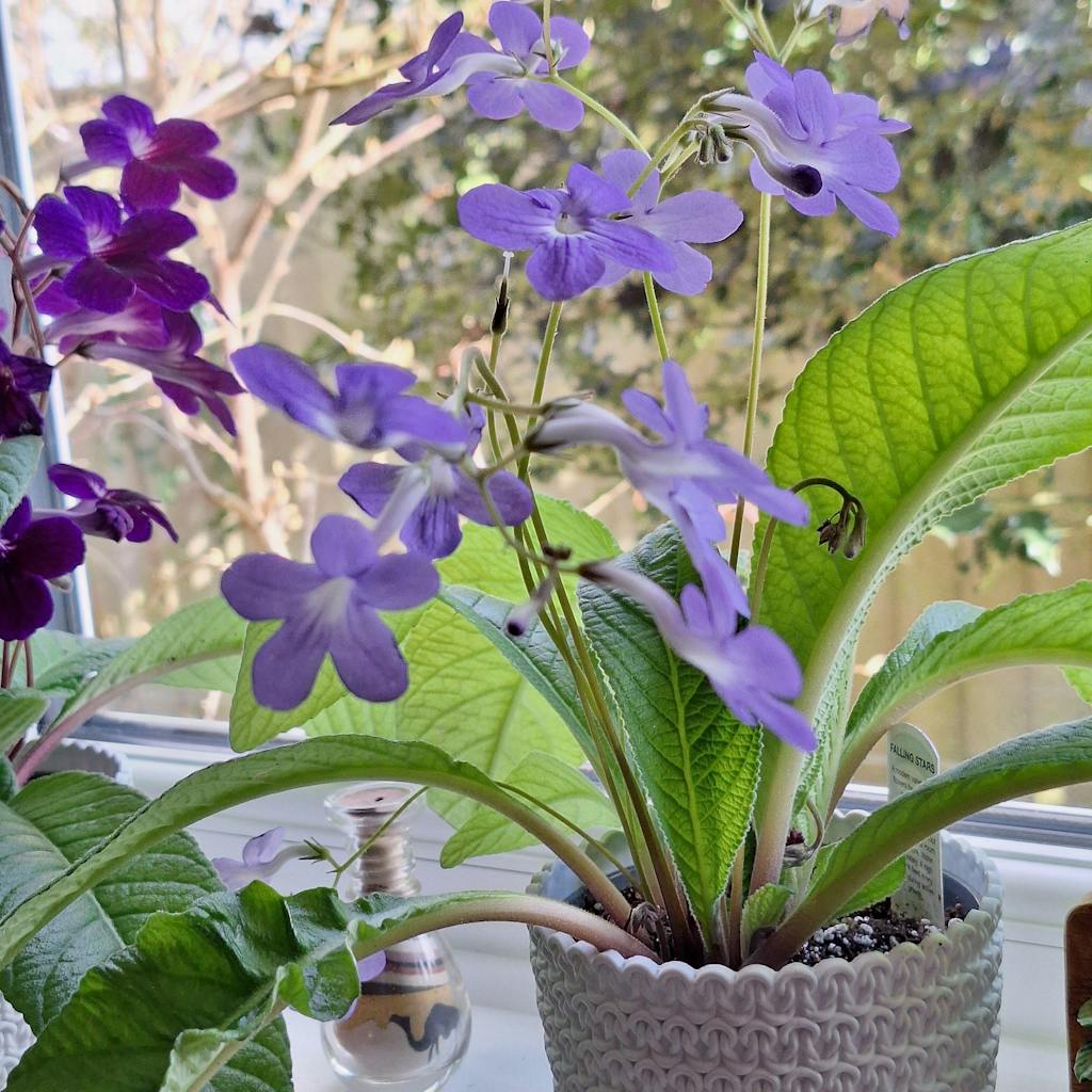 Streptocarpus Falling Stars – Dibleys