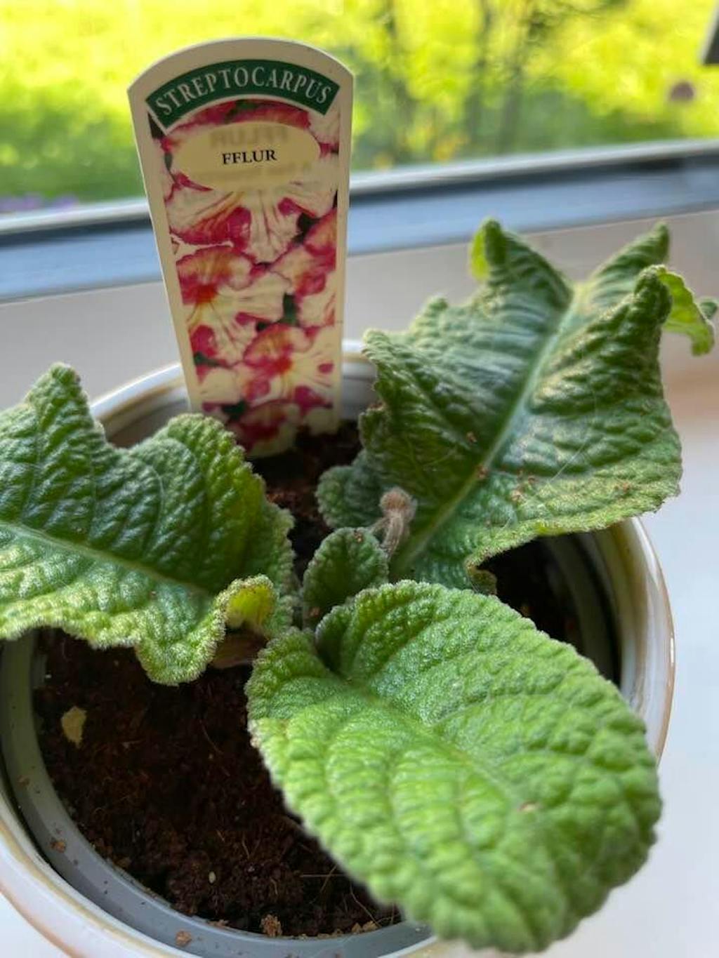 Streptocarpus Fflur – Dibleys