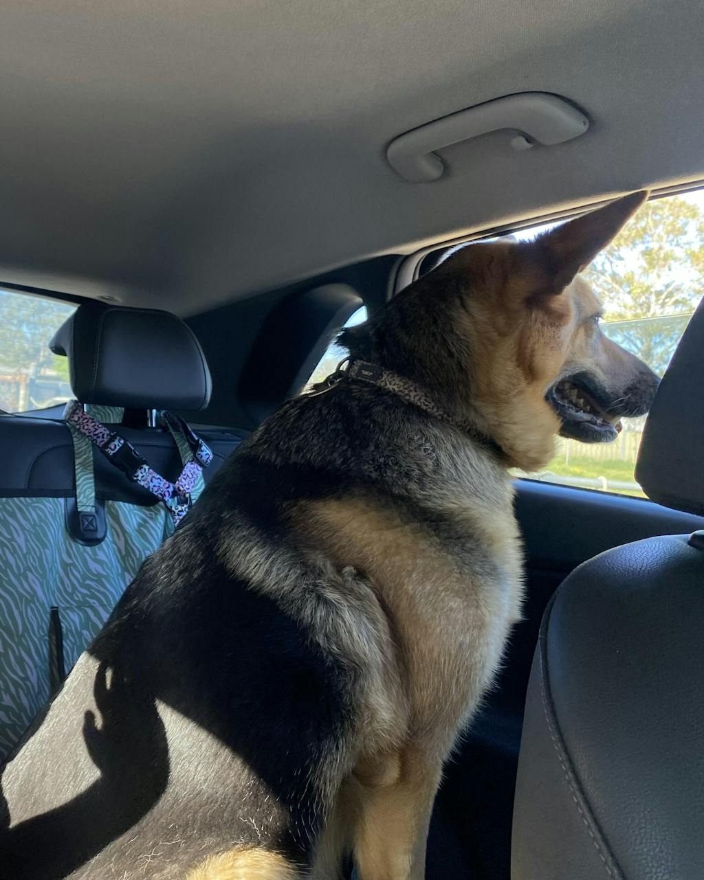 Dog Car Seatbelt | Dog Car Restraint Tether | Manuka – Dizzy Dog Collars