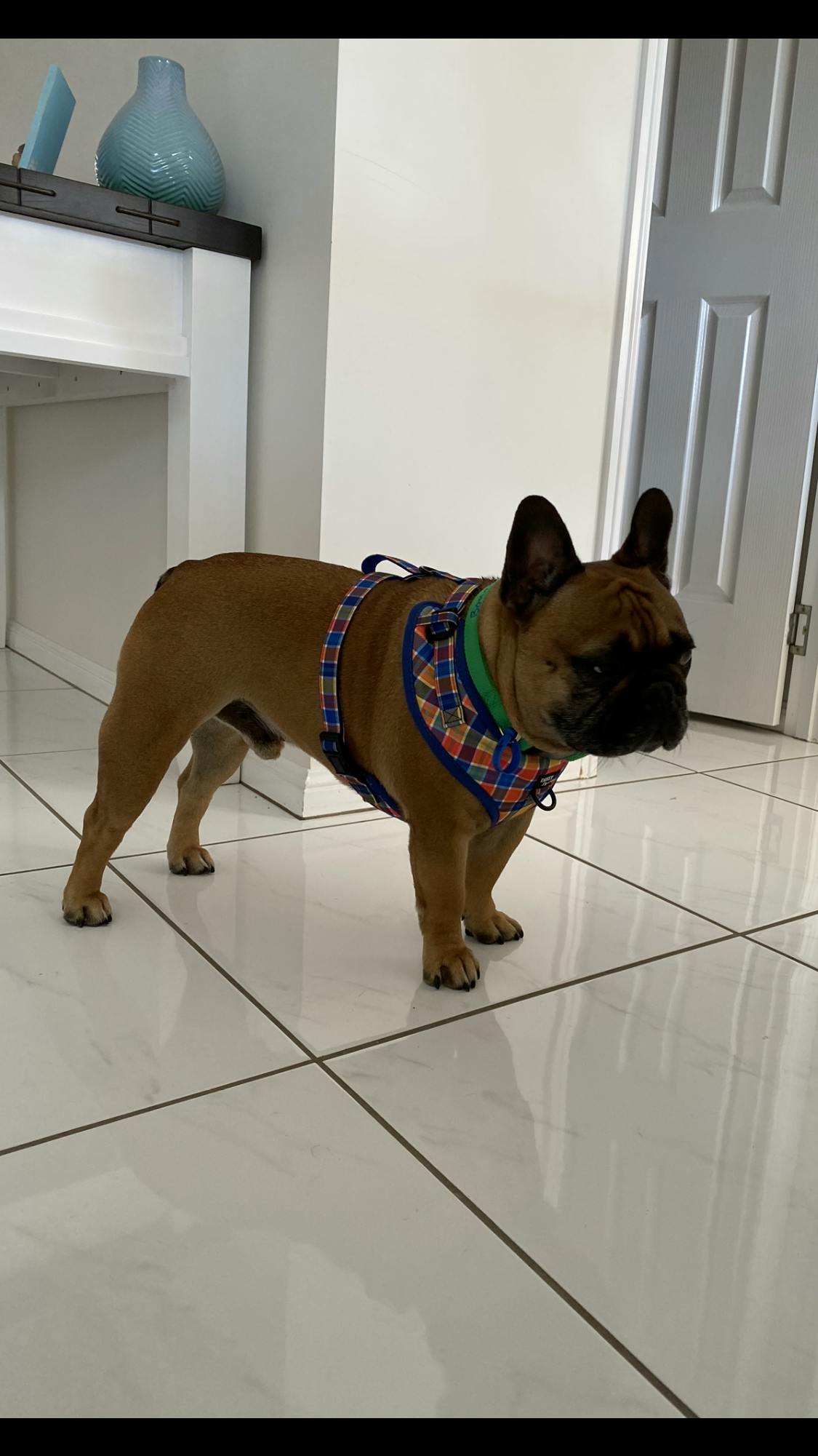 DOG HARNESS - Galaxy - Neck Adjustable Harness – Dizzy Dog Collars