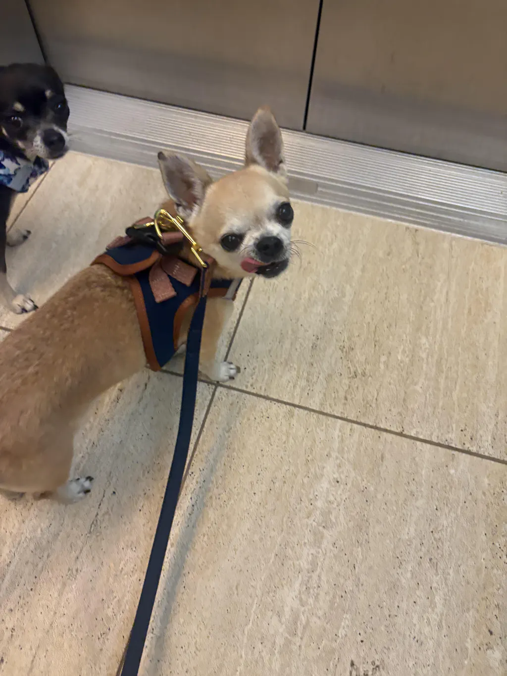 Step In Dog Harness: No Pull Harness | For XS to Medium Dogs & Cats ...