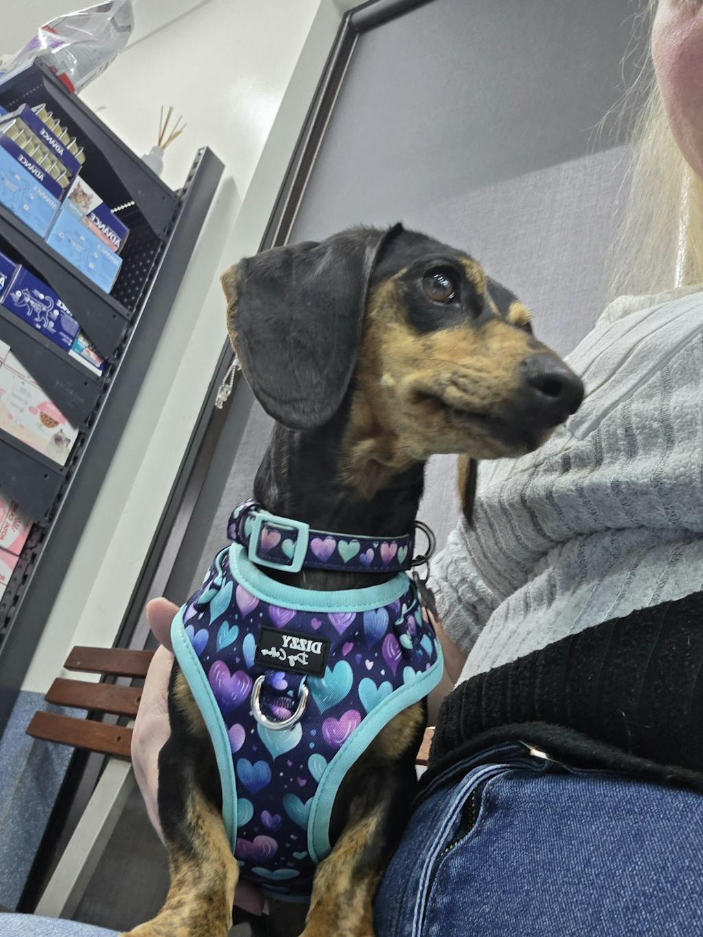 DOG HARNESS - Galaxy - Neck Adjustable Harness – Dizzy Dog Collars