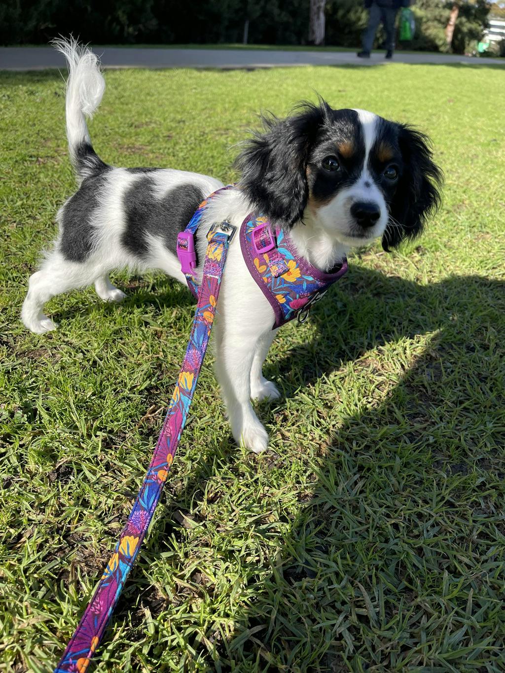 DOG HARNESS - Galaxy - Neck Adjustable Harness – Dizzy Dog Collars