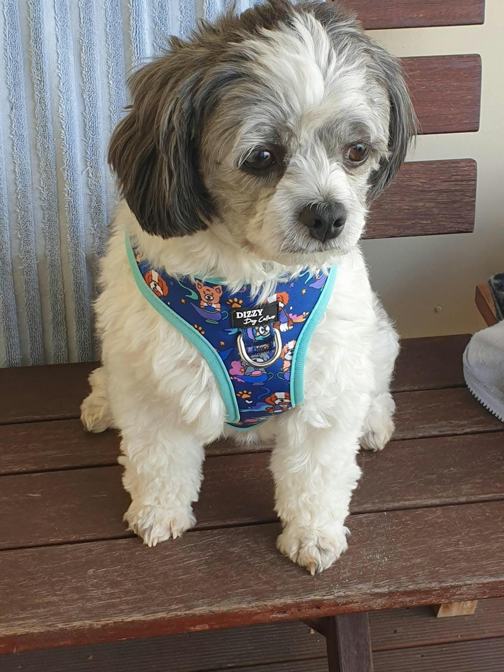 DOG HARNESS | Candy Sky Butterfly - Pink Butterflies | Neck Adjustable ...