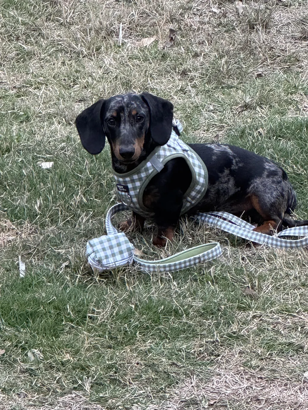 Step In Dog Harness: No Pull Harness | For XS to Medium Dogs & Cats ...