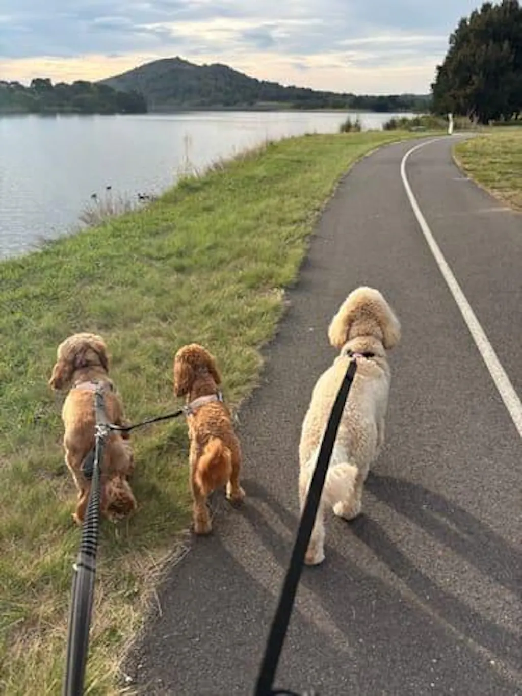 Dog Leash Splitter - 60-Day Perfect Fit Guarantee – Dog Friendly Co.