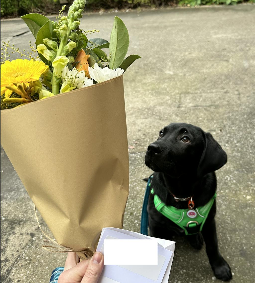 Dog Harness No Pull Adventurer – Dog Nation