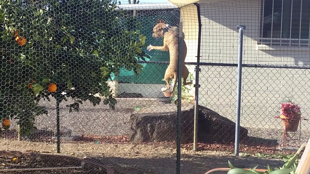 Fence Extender for Dogs | Dog-Proofer Fence Systems