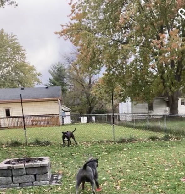 Fence Height Extension Kit | Dog-Proofer Fence Systems - Dog Proofer