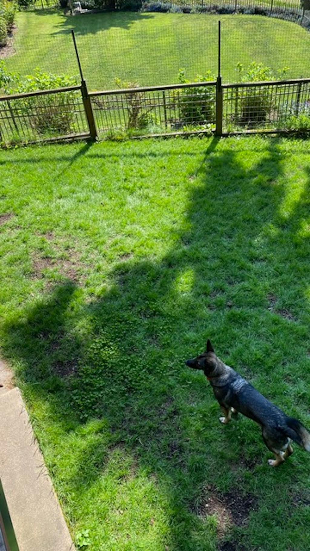 Fence Height Extension Kit For Jumping & Climbing Dogs – Dog Proofer