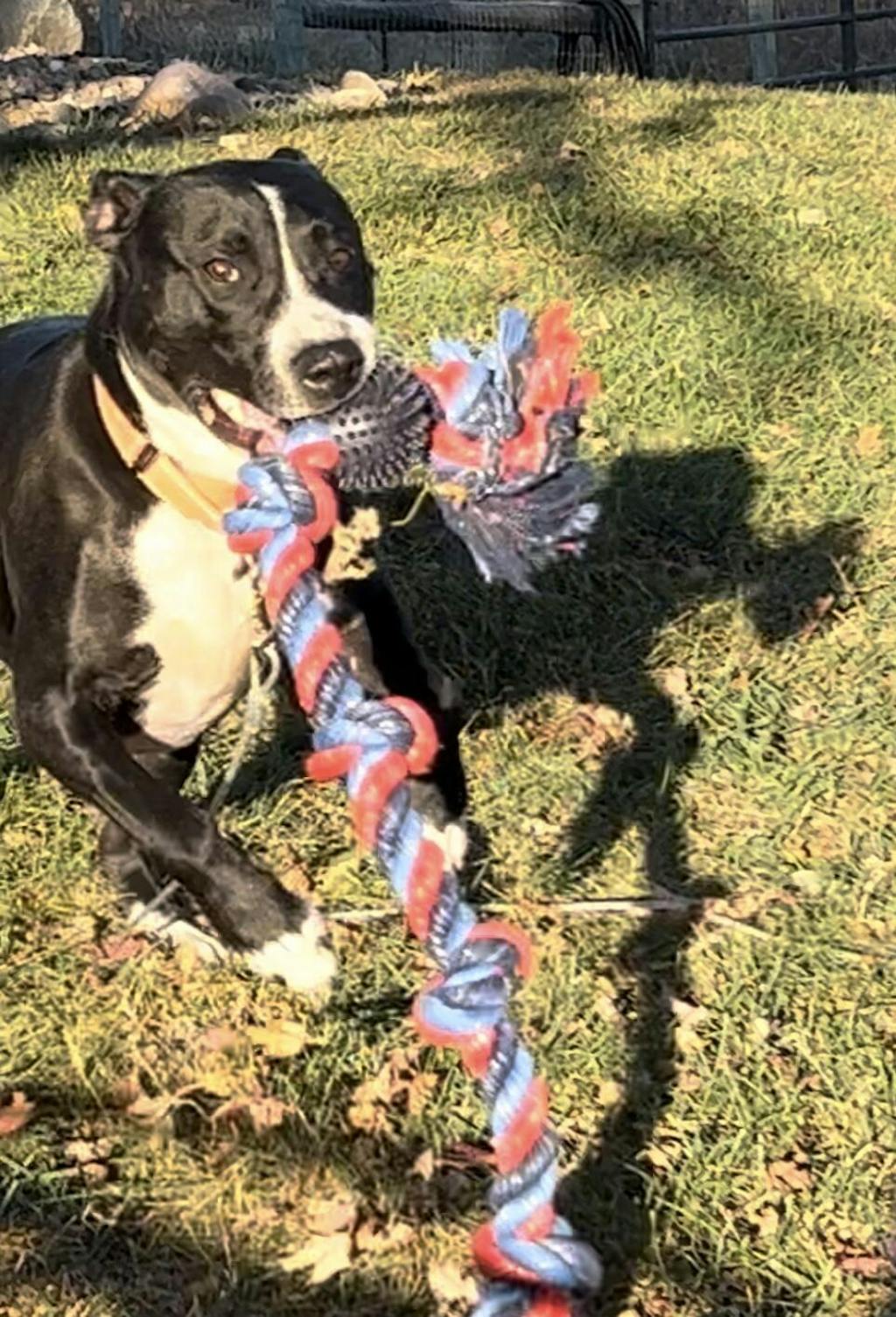 DIY Curved Dog Proof Fence Topper For Houdini Dogs | Dog Proofer