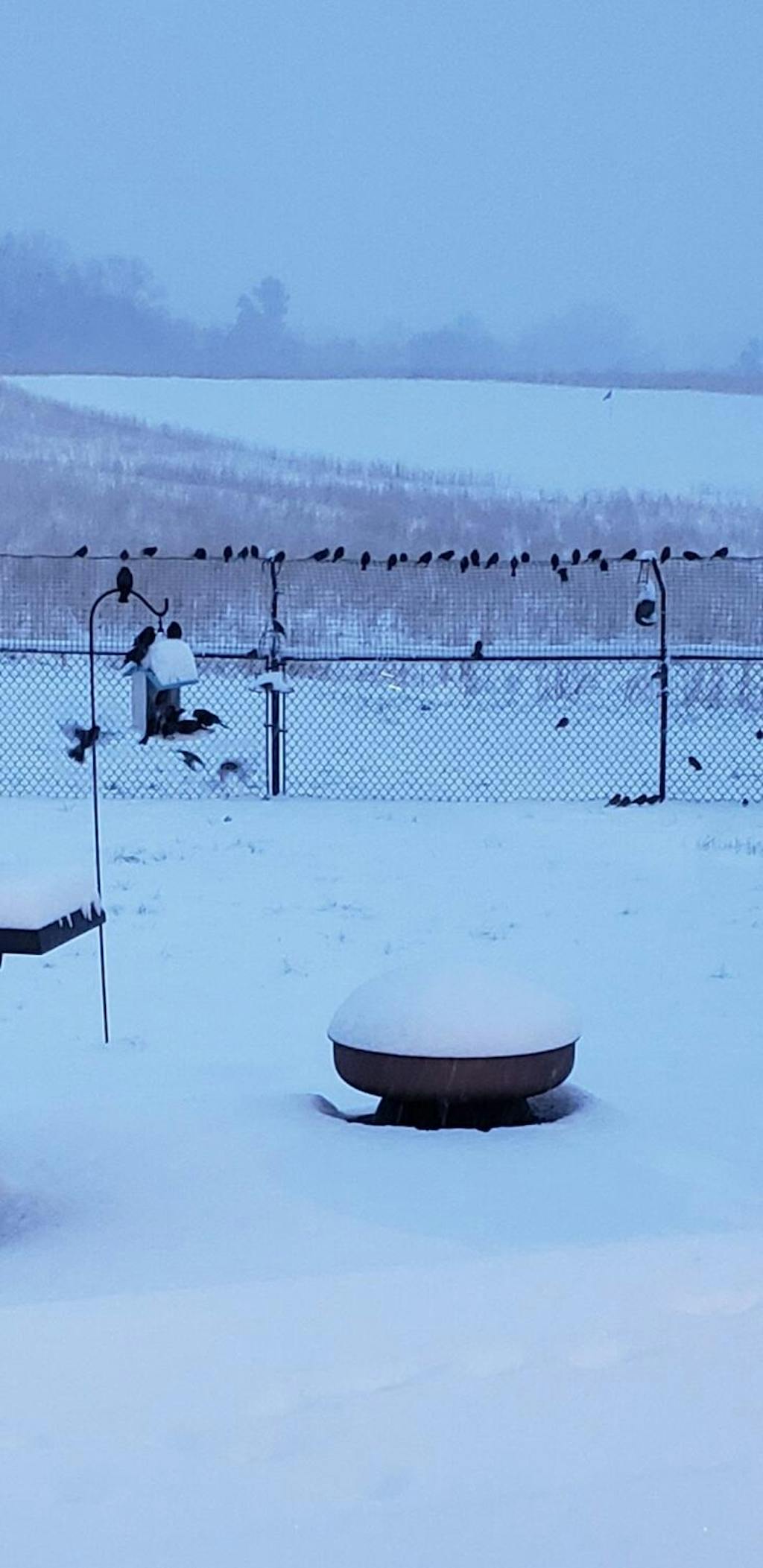 DIY Curved Dog Proof Fence Topper For Houdini Dogs | Dog Proofer