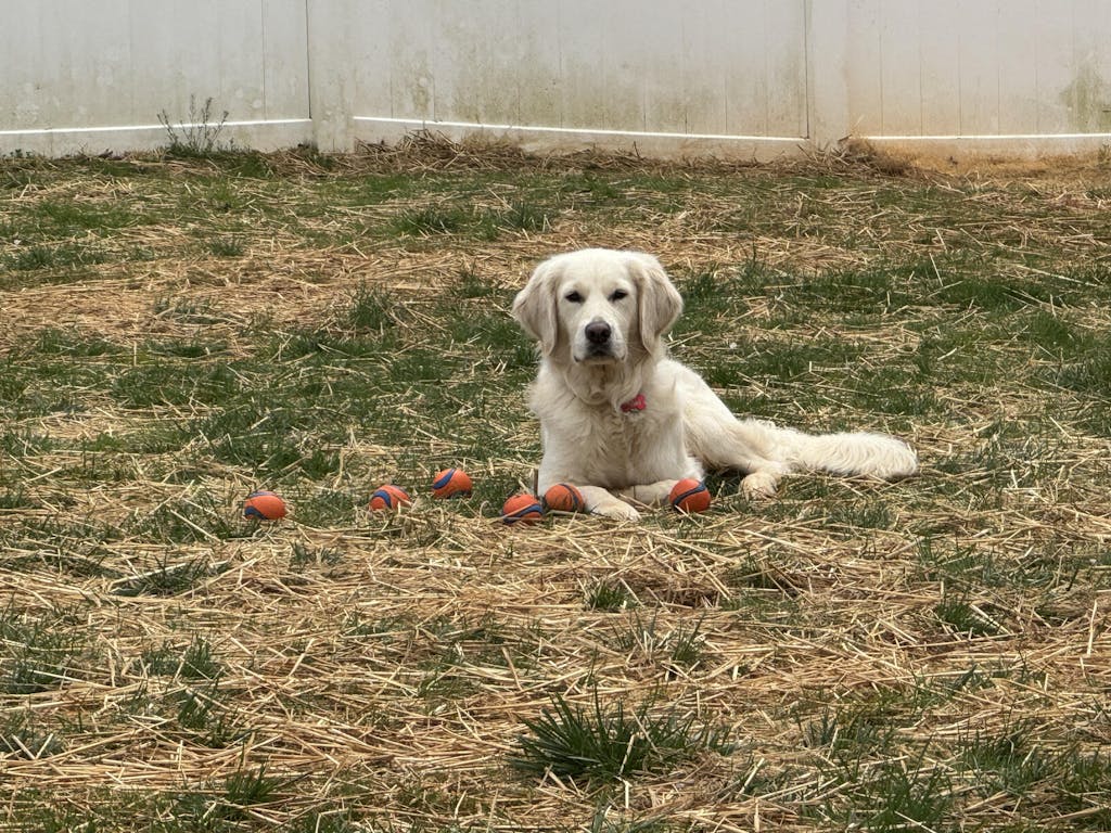 DIY Curved Dog Proof Fence Topper For Houdini Dogs | Dog Proofer