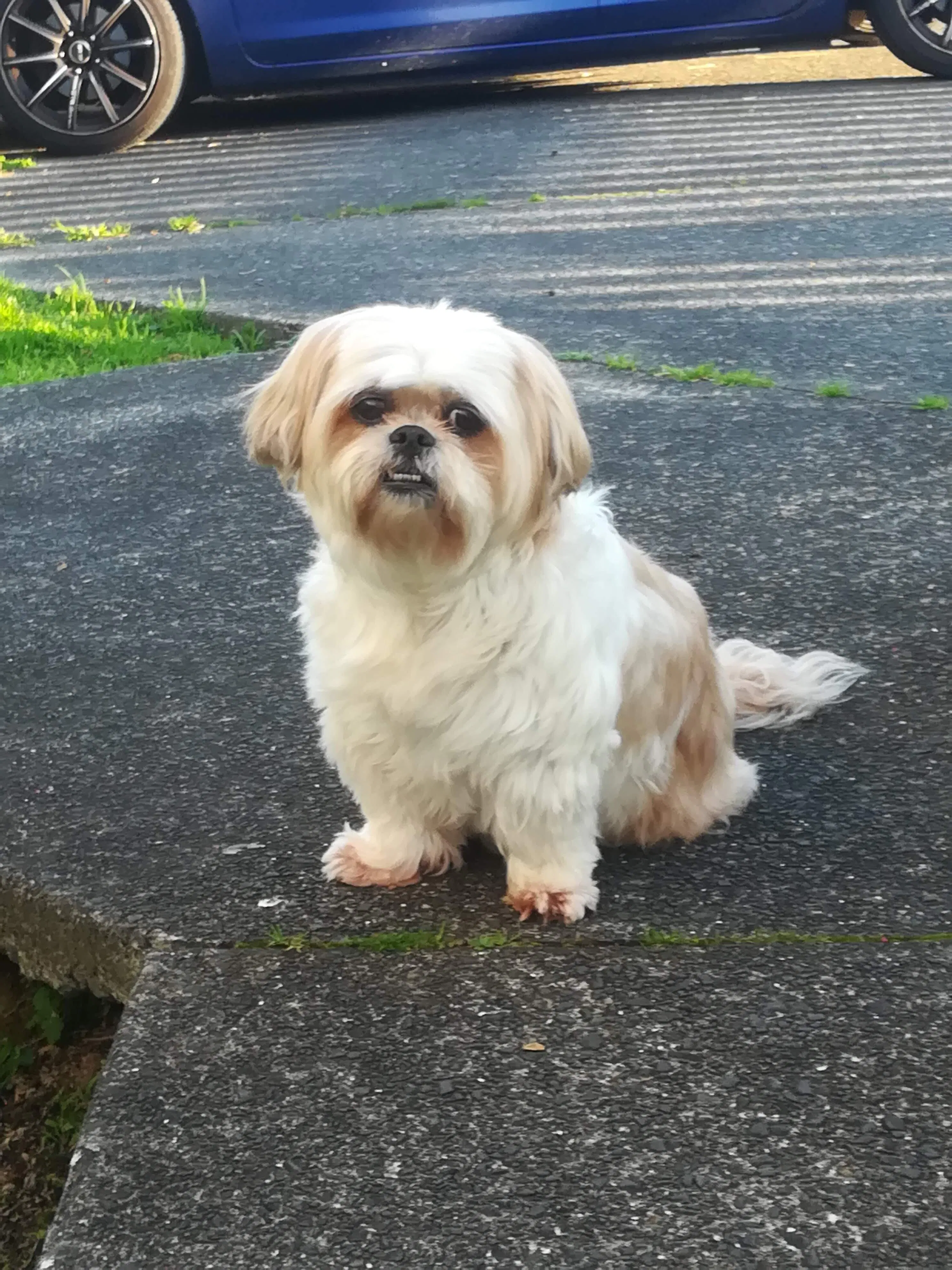 Joint & Mobility Supplement for Dogs | Dog Years – Dog Years NZ