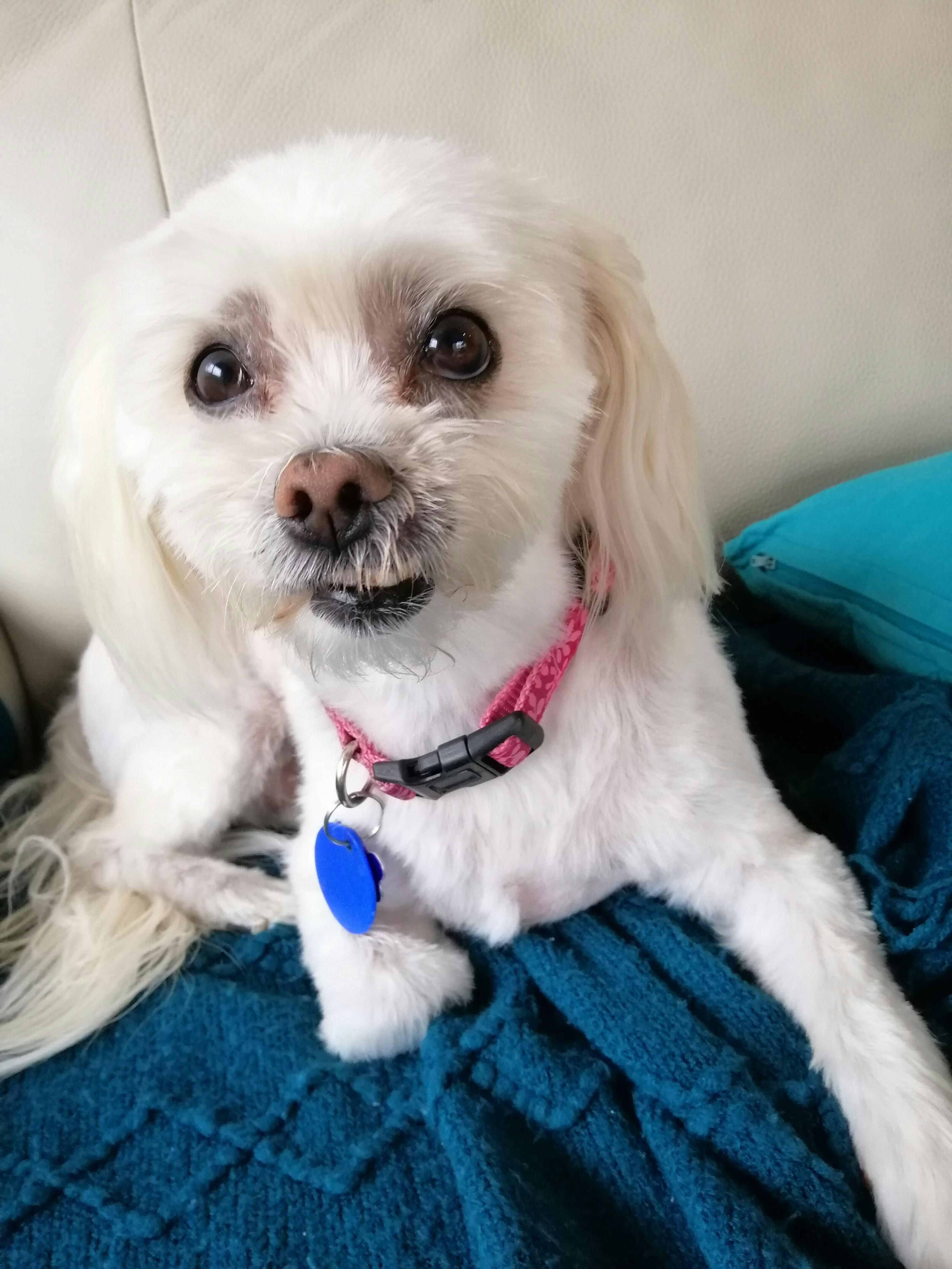 Joint & Mobility Supplement for Dogs | Dog Years – Dog Years NZ