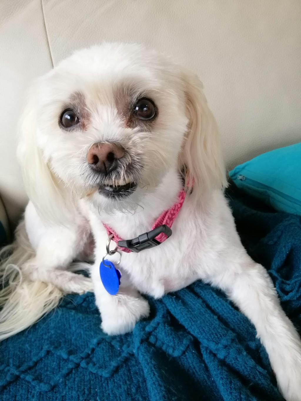 Joint & Mobility Supplement for Dogs | Dog Years – Dog Years NZ