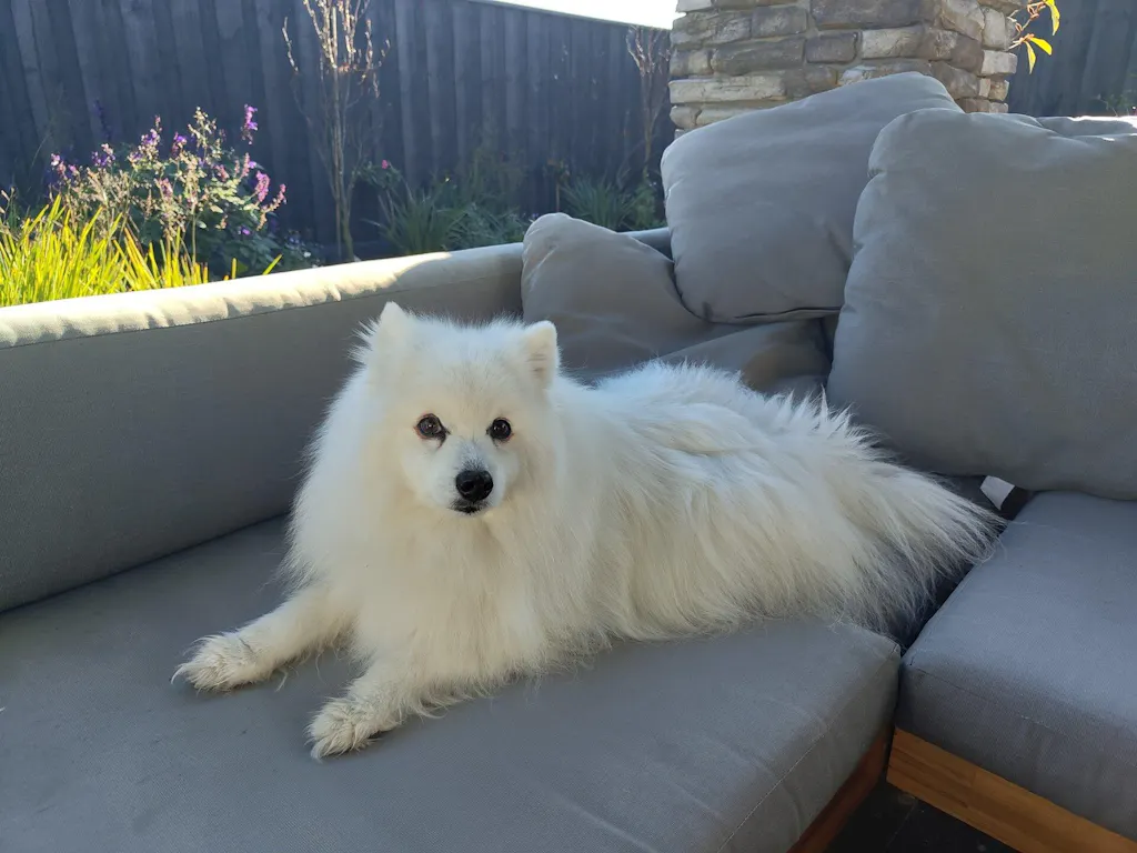 Joint & Mobility Supplement for Dogs | Dog Years – Dog Years