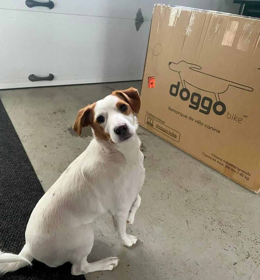 Doggo Bike™ remorque à vélo pour chiens - Chariot de vélo poussette