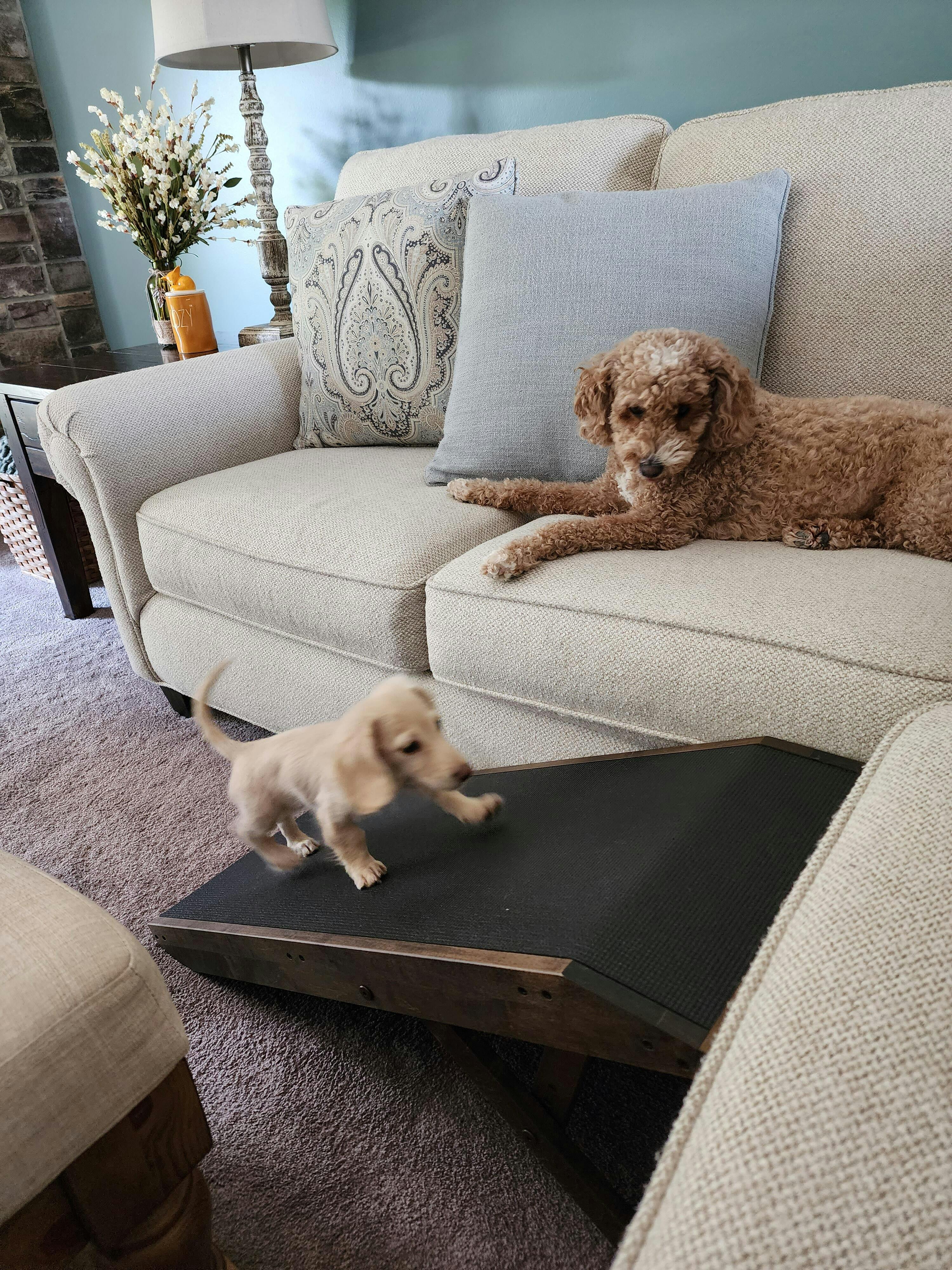 Dog Ramp for Couch - Made of Solid Hardwood by DoggoRamps™