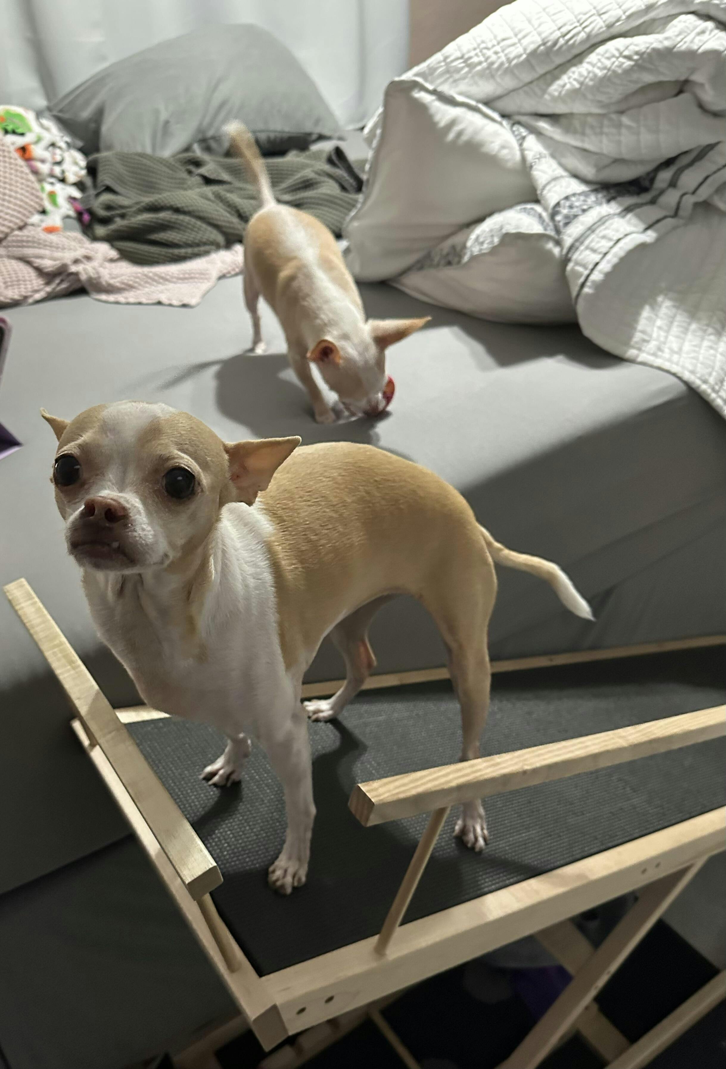 The Small Dog Ramp for Beds, by DoggoRamps™
