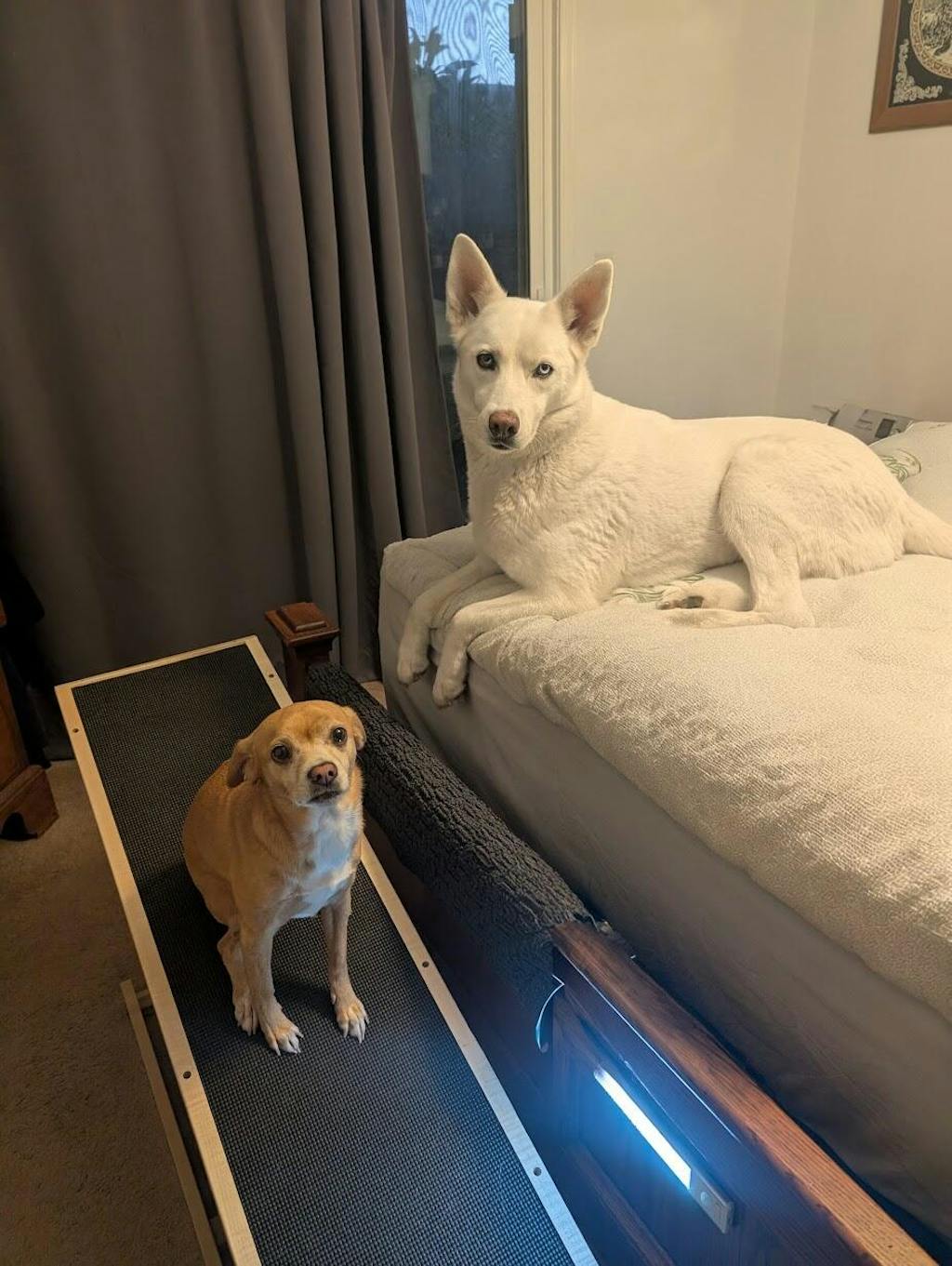 The Small Dog Ramp for Beds, by DoggoRamps™