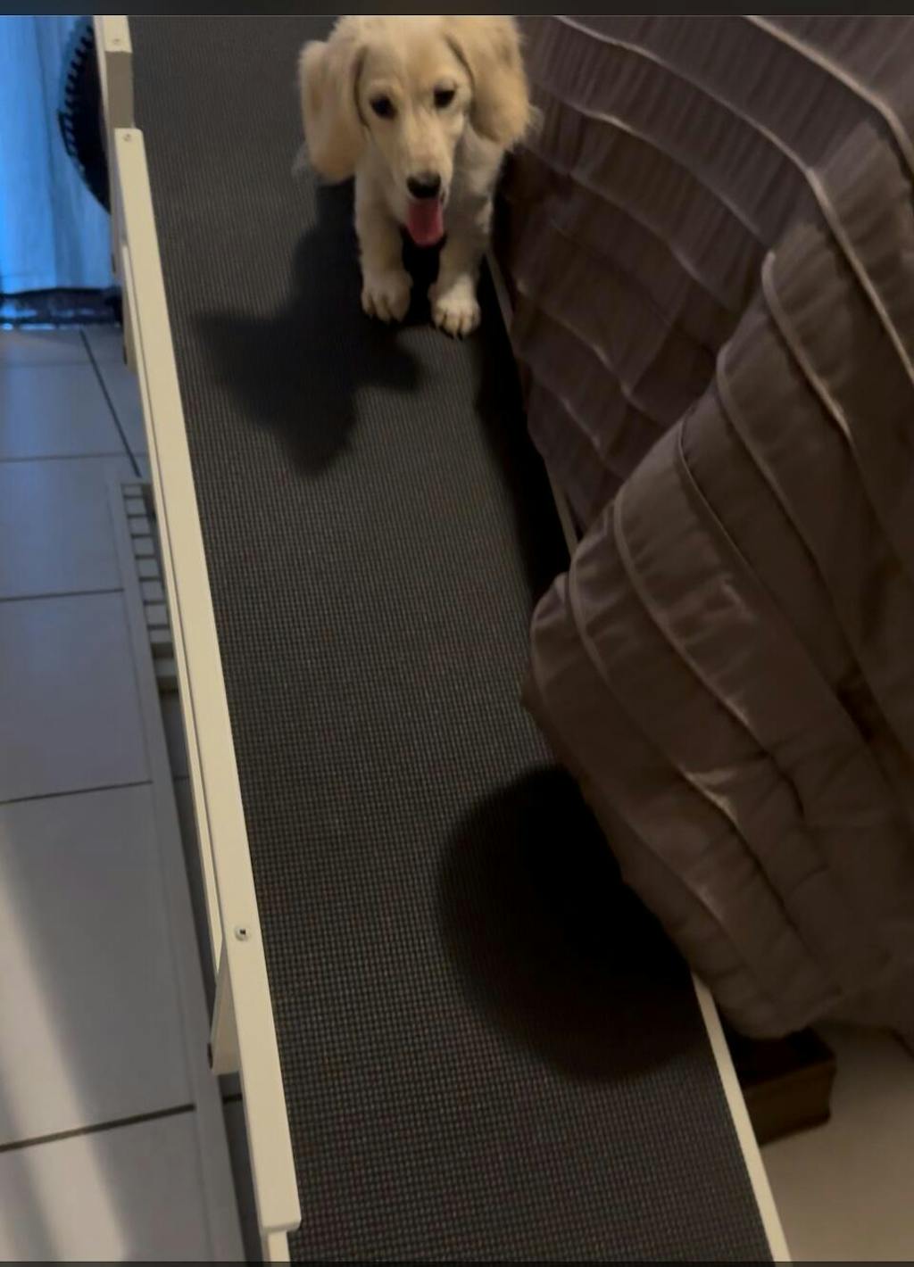 The Small Dog Ramp for Beds, by DoggoRamps™