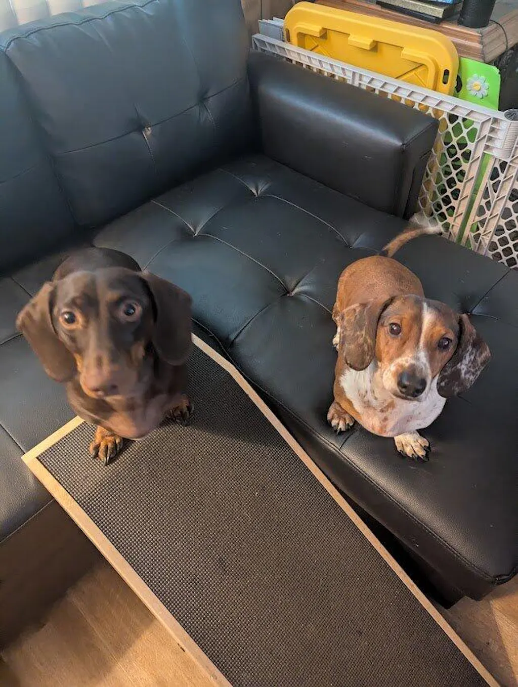 Small Dog Ramp for Bed, by DoggoRamps™