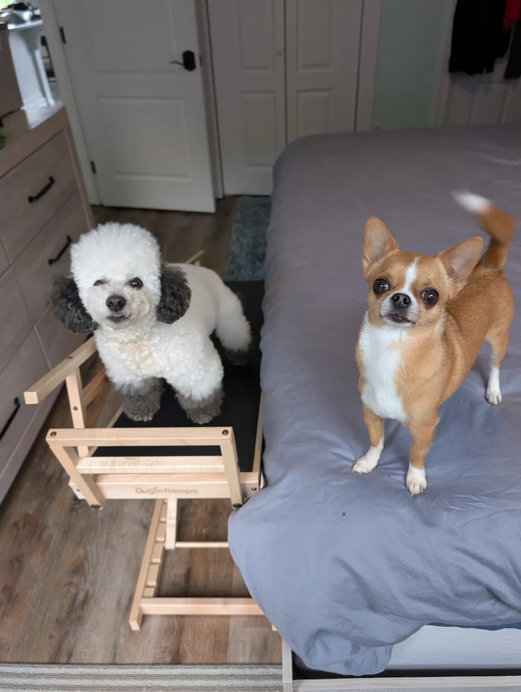 Small Dog Ramp for Bed, by DoggoRamps™