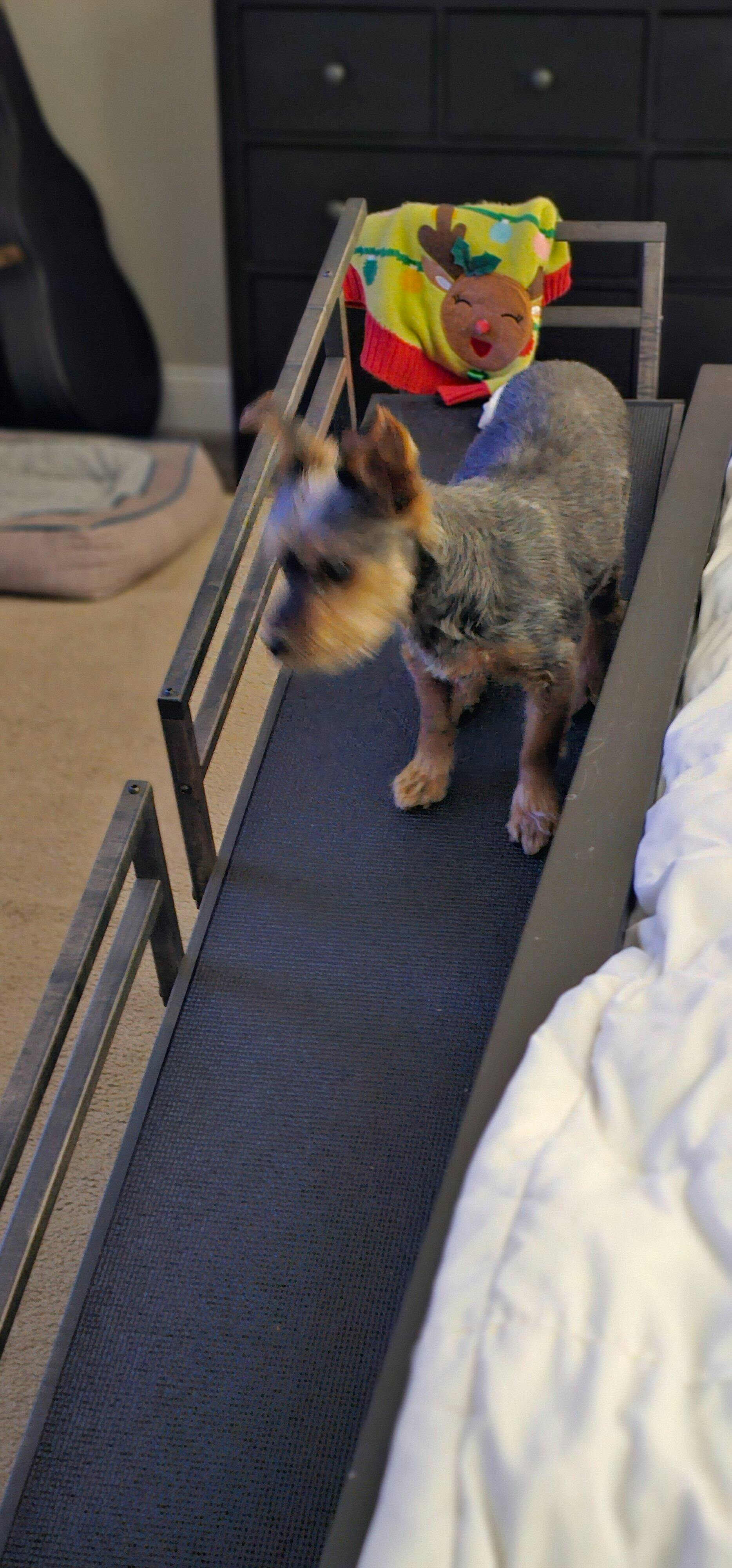 DoggoRamps Reviews - Real Customer Reviews of our Dog Ramps