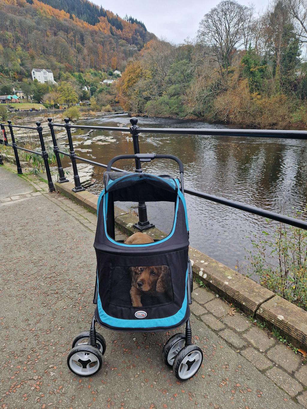 Innopet Mamut Dog Stroller (XL holding up to 50kg) – doggy & moggie