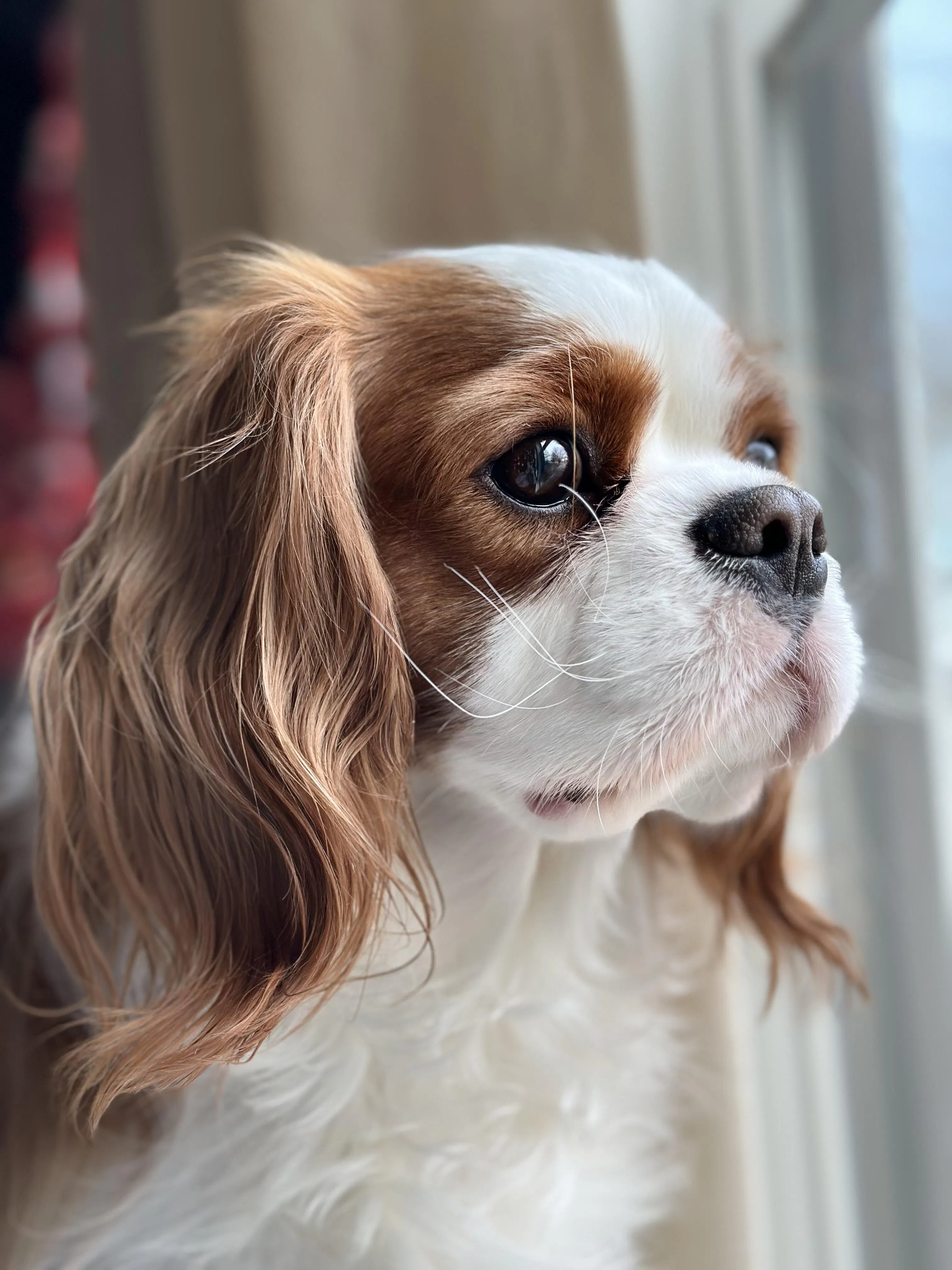 Custom Peekaboo Dog Portrait | Hand-Painted Watercolor Masterpiece By ...
