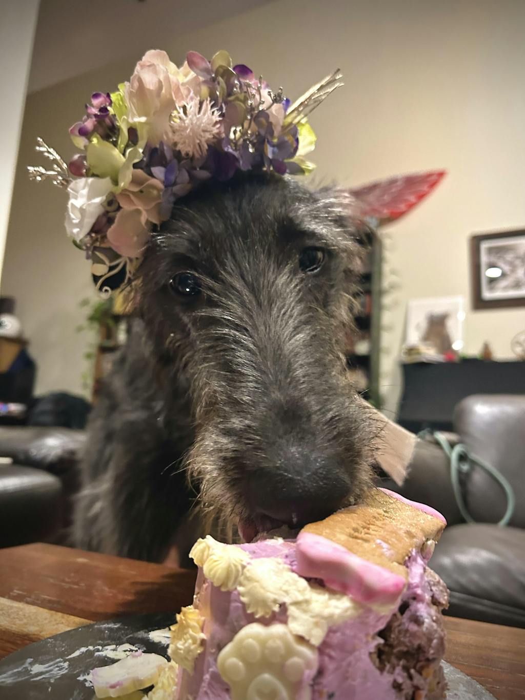 Small Dog Birthday Cake - Doghouse Cafe