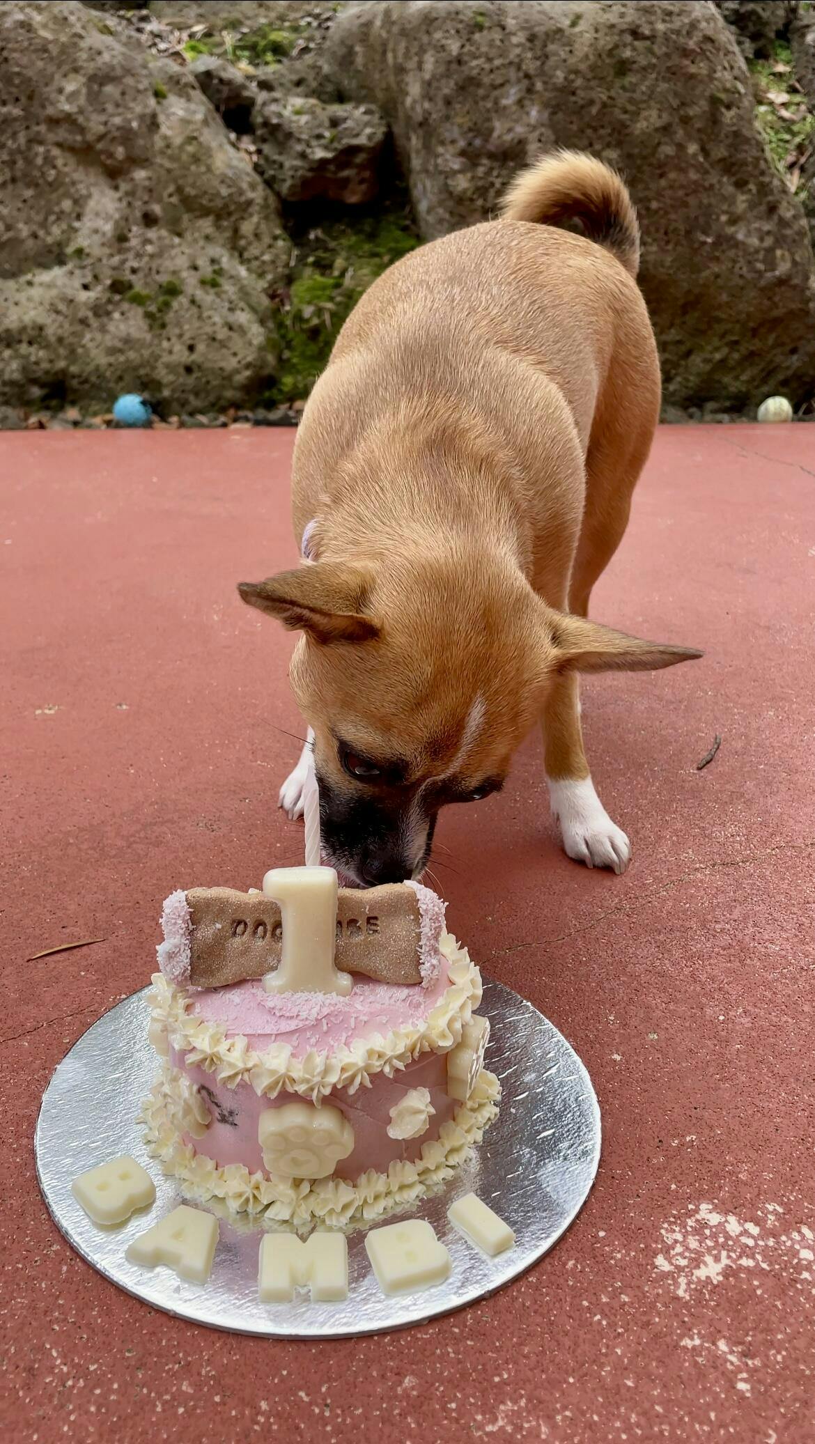 Small Dog Birthday Cake - Doghouse Cafe